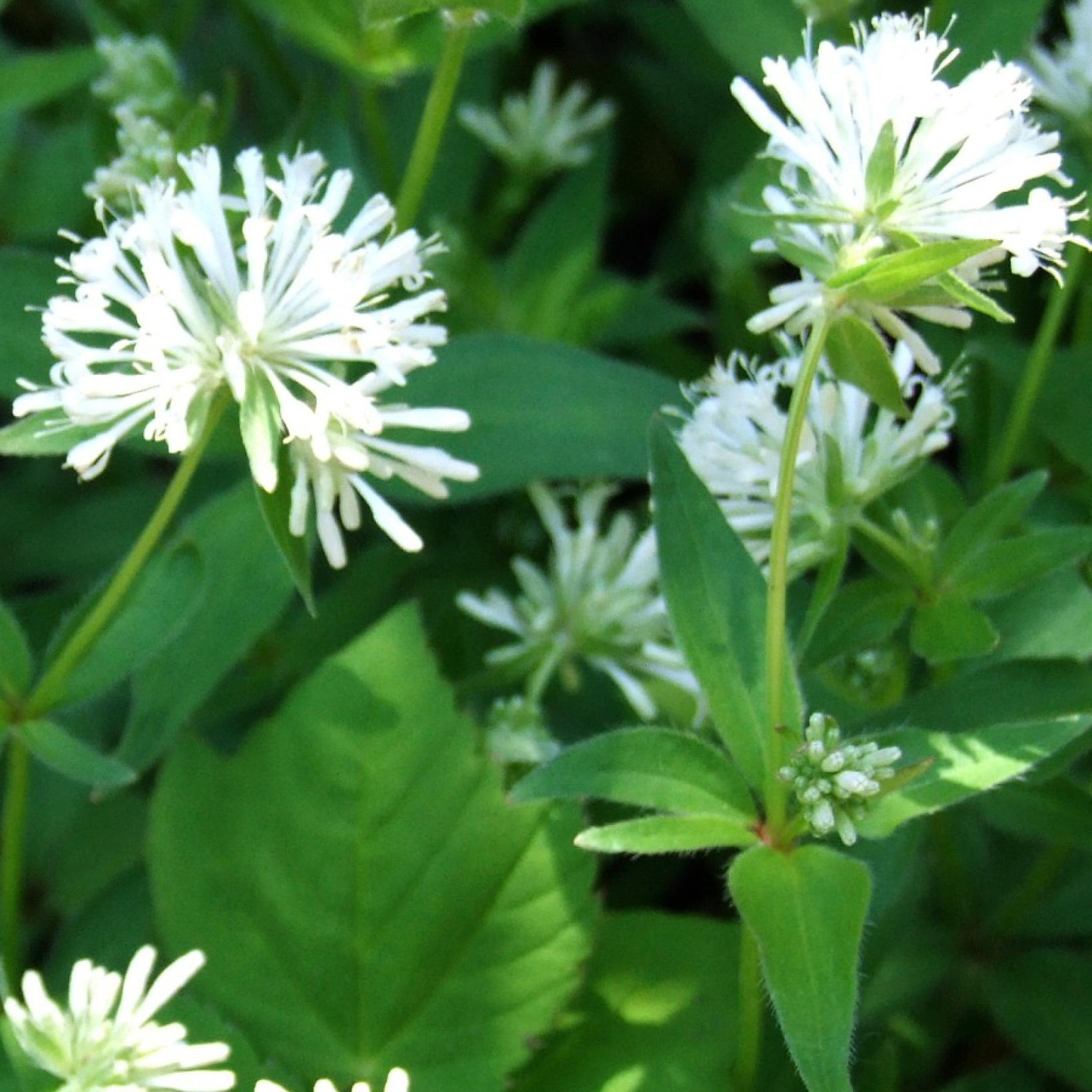 Asperula taurina – Aspérule à fleurs blanches