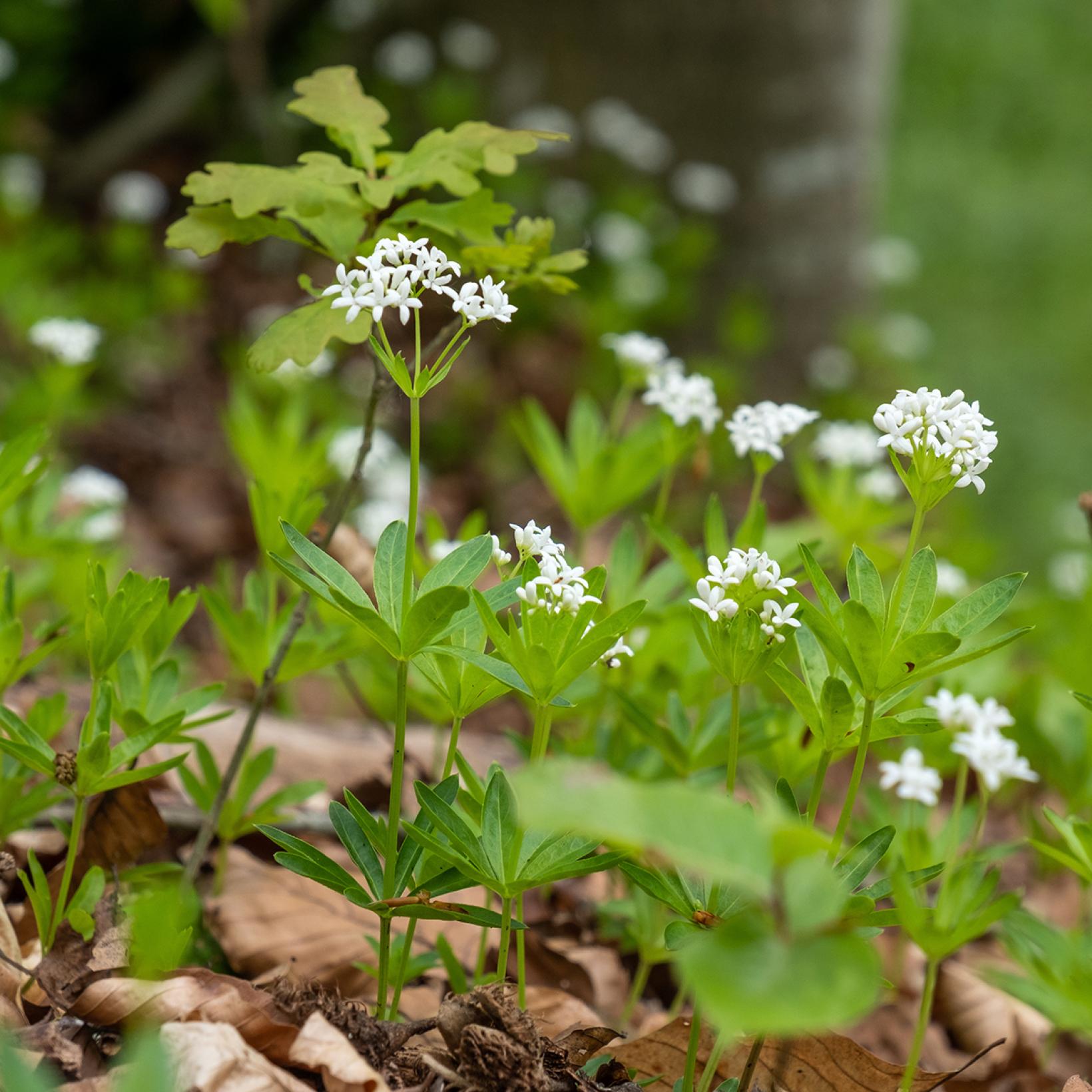 Aspérule odorante - Galium odoratum - Plante médicinale couvre sol