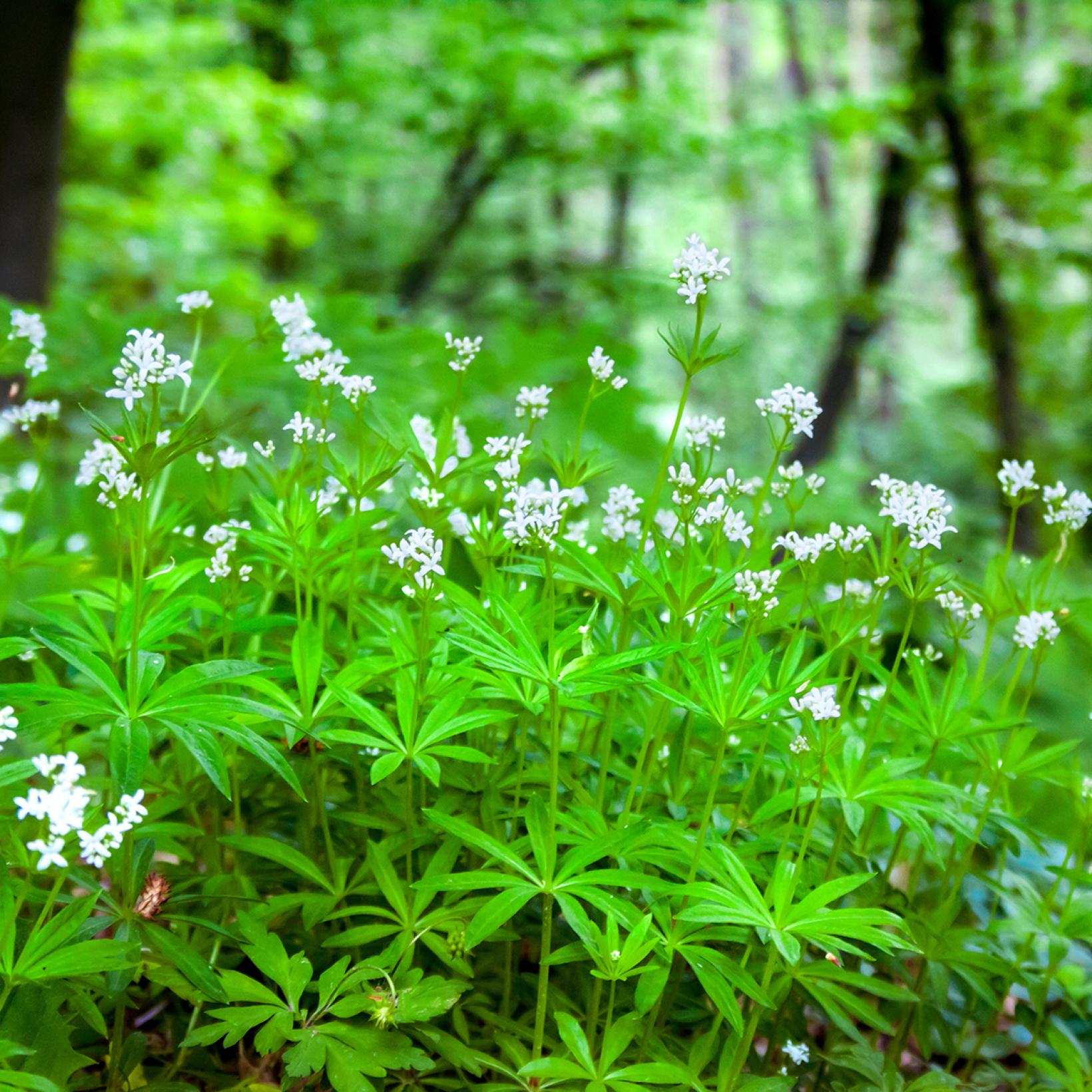 Aspérule odorante - Galium odoratum - Plante médicinale couvre sol