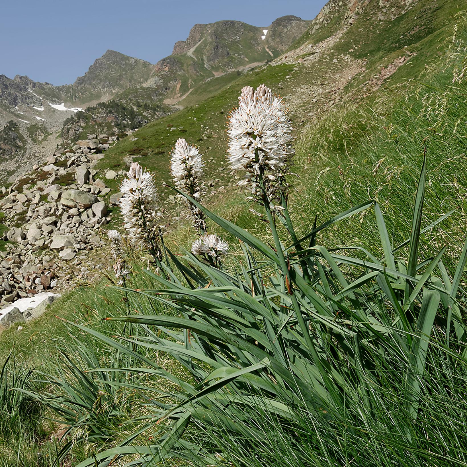 Asphodèle blanc - Asphodelus albus – Port altier et fleurs en étoiles