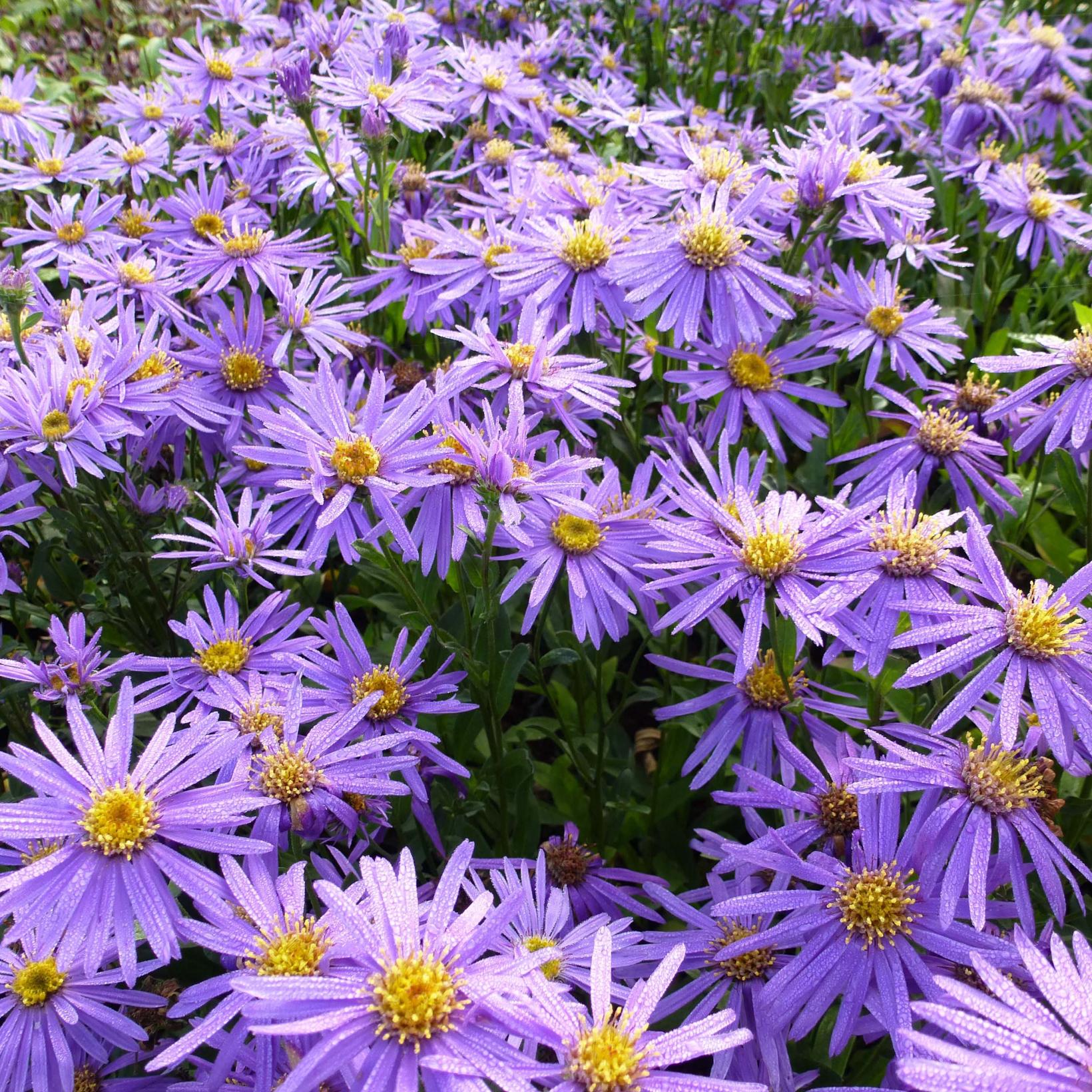 Aster amellus Sonora – Abondance de fleurs bleu violacé en fin d'été