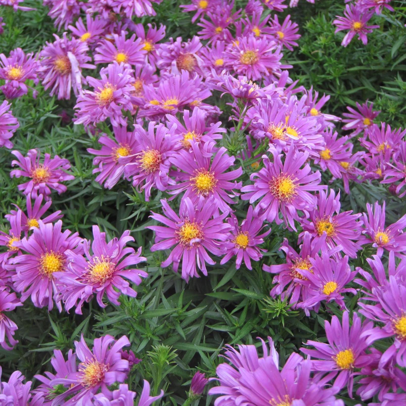 Aster domosus Tonga – Aster nain à fleurs semi-doubles, bleu foncé