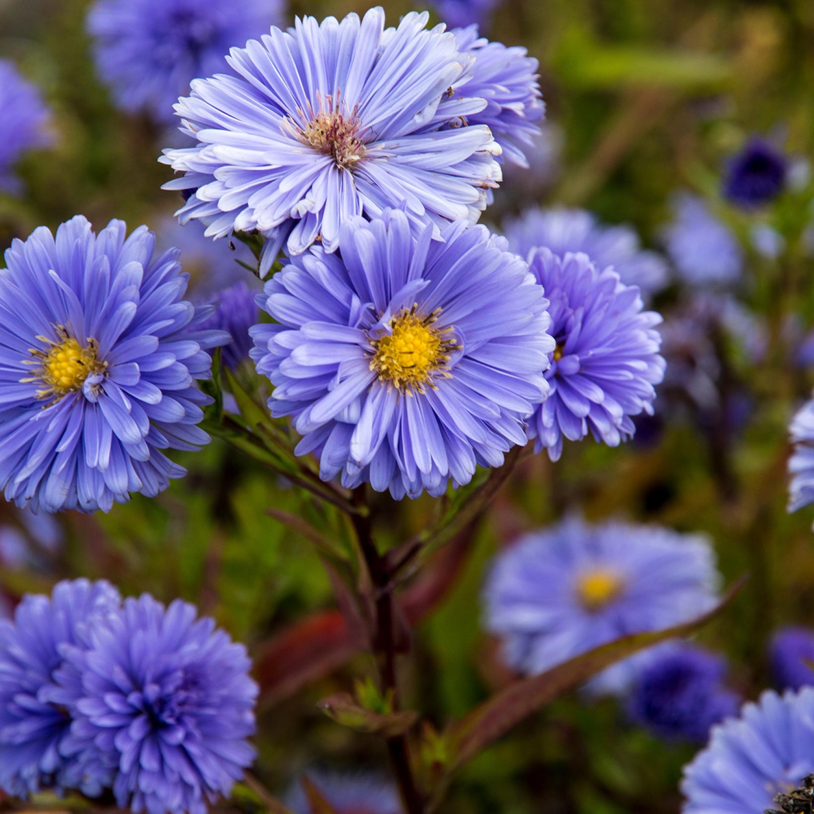 Aster novi-belgii Marie Ballard – Grand Aster à fleurs doubles bleu pâle