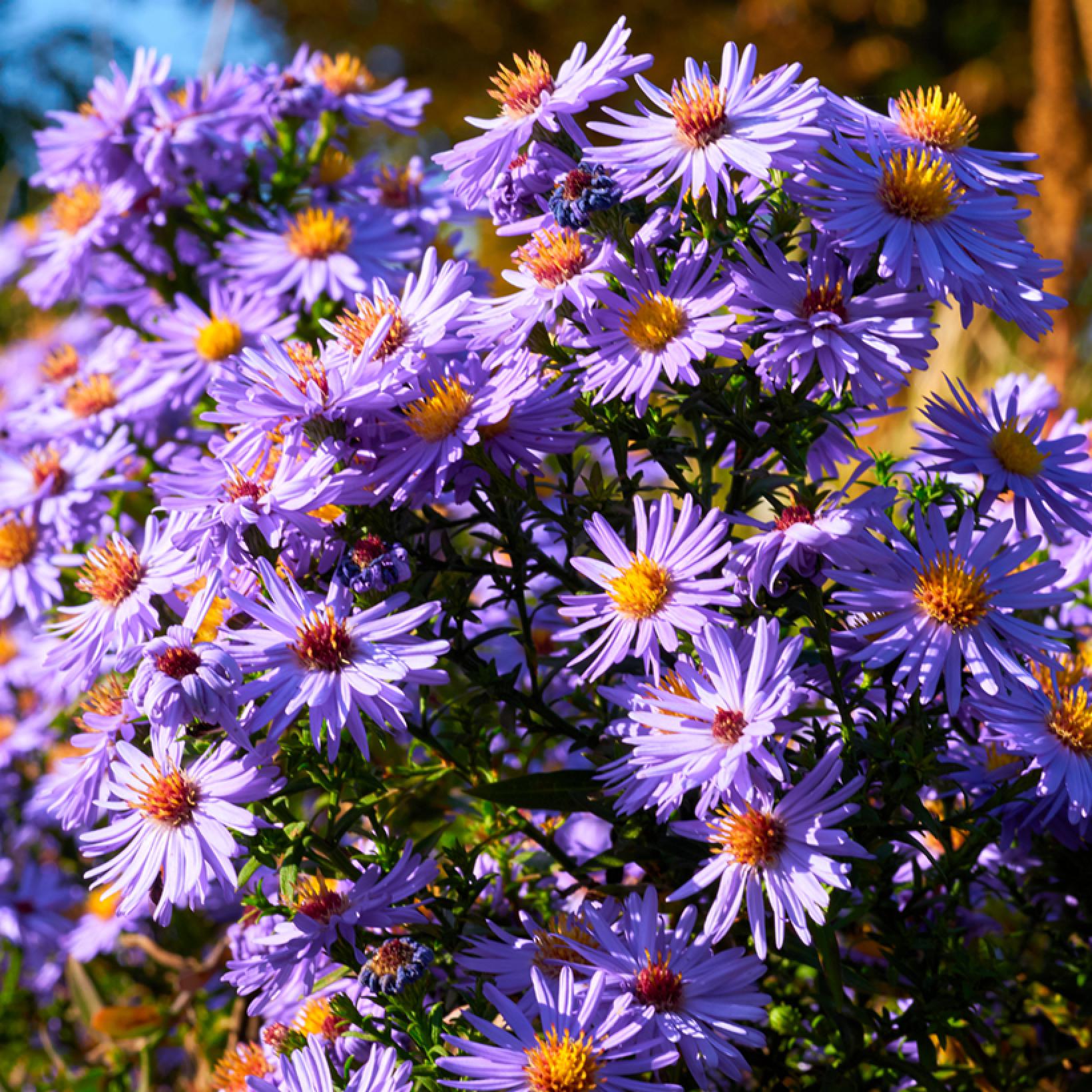 Aster ou Symphyotrichum oblongifolium October Skies - Vivace d'automne ...
