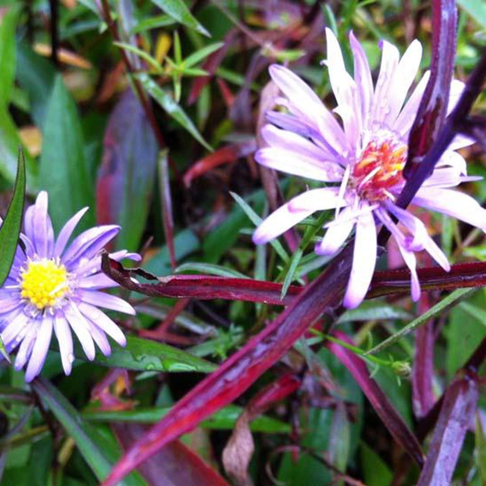 Aster turbinellus – Un bel aster sauvage à fleurs violet pâle