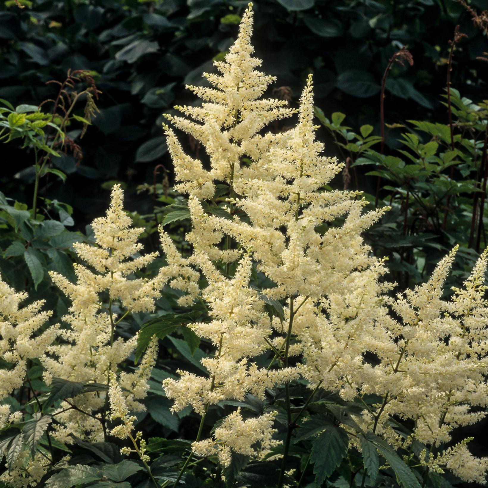 Astilbe japonica Washington - Astilbe du Japon à fleurs blanches
