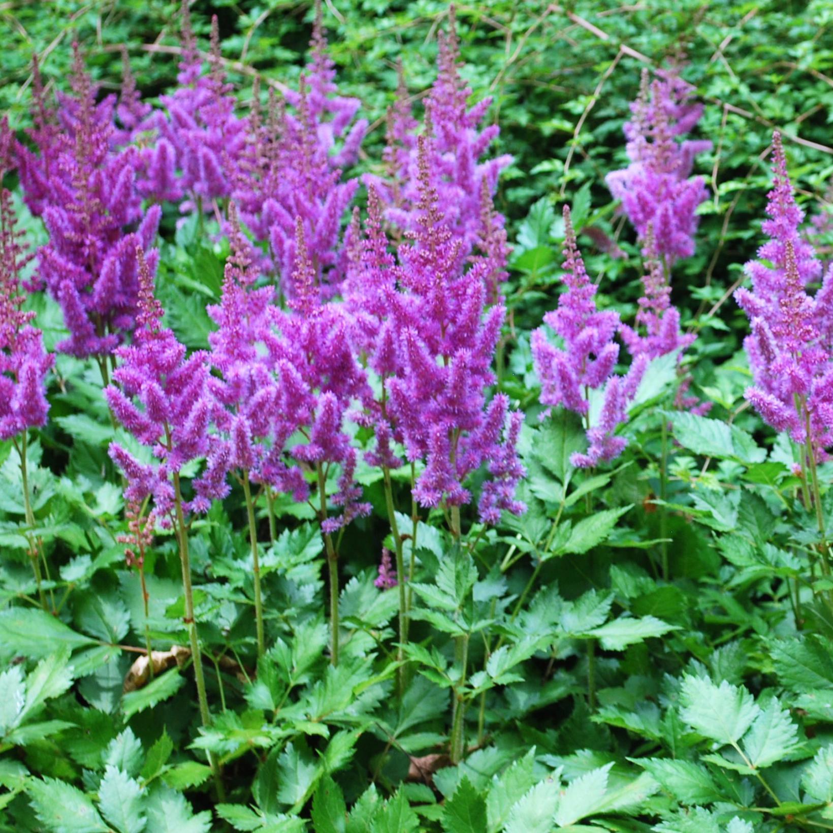 L'Astilbe arendsii Amethyst, des fleurs hâtives de couleur améthyste.