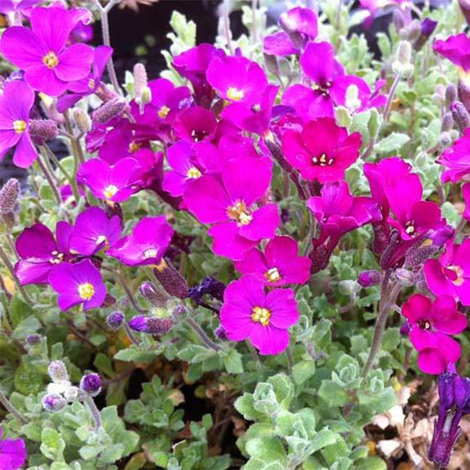 Aubriète Cascade Red - Aubriéte rouge formant un tapis de fleurs rouge ...