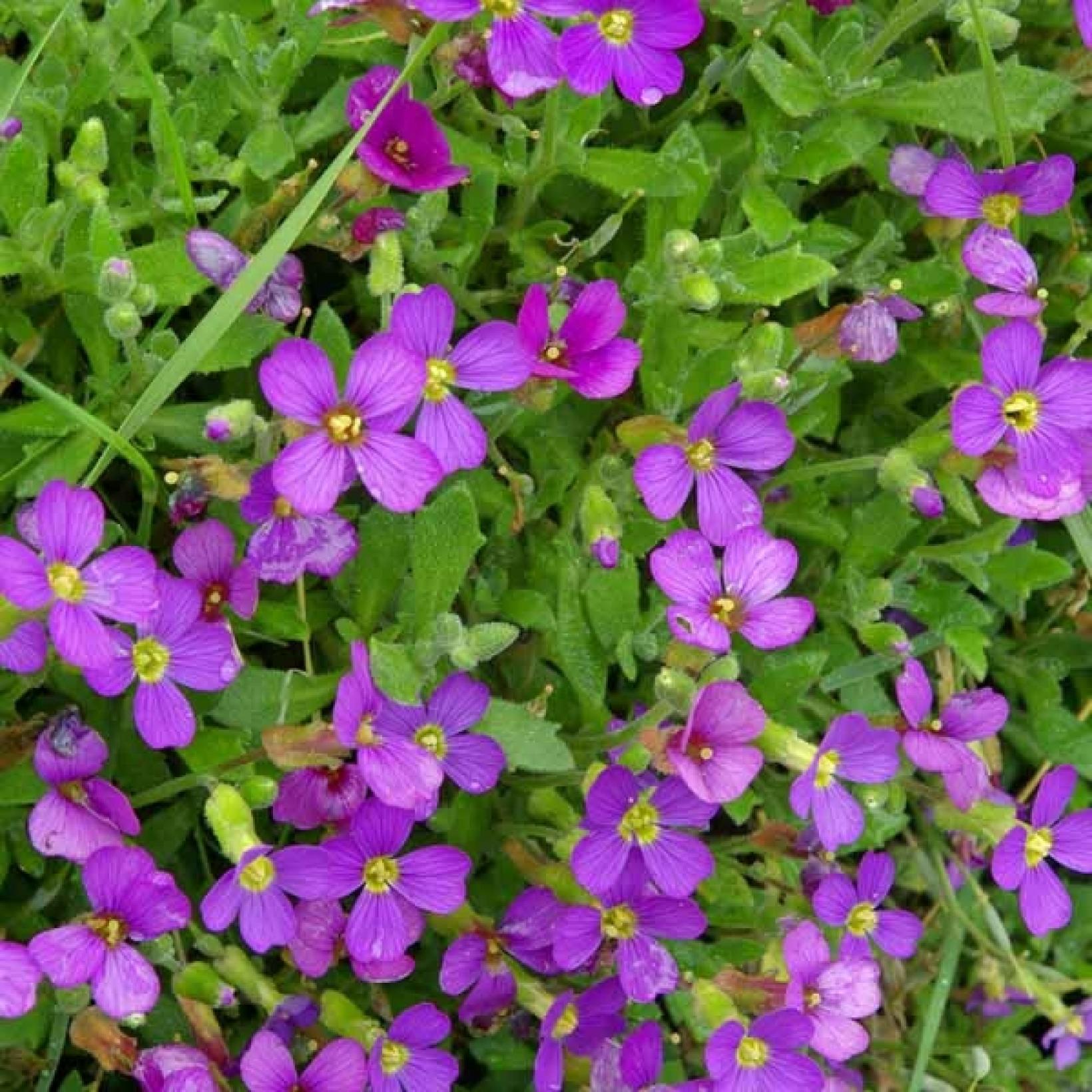 Aubrieta Cascade Blue - Aubriète à fleurs bleu lilas