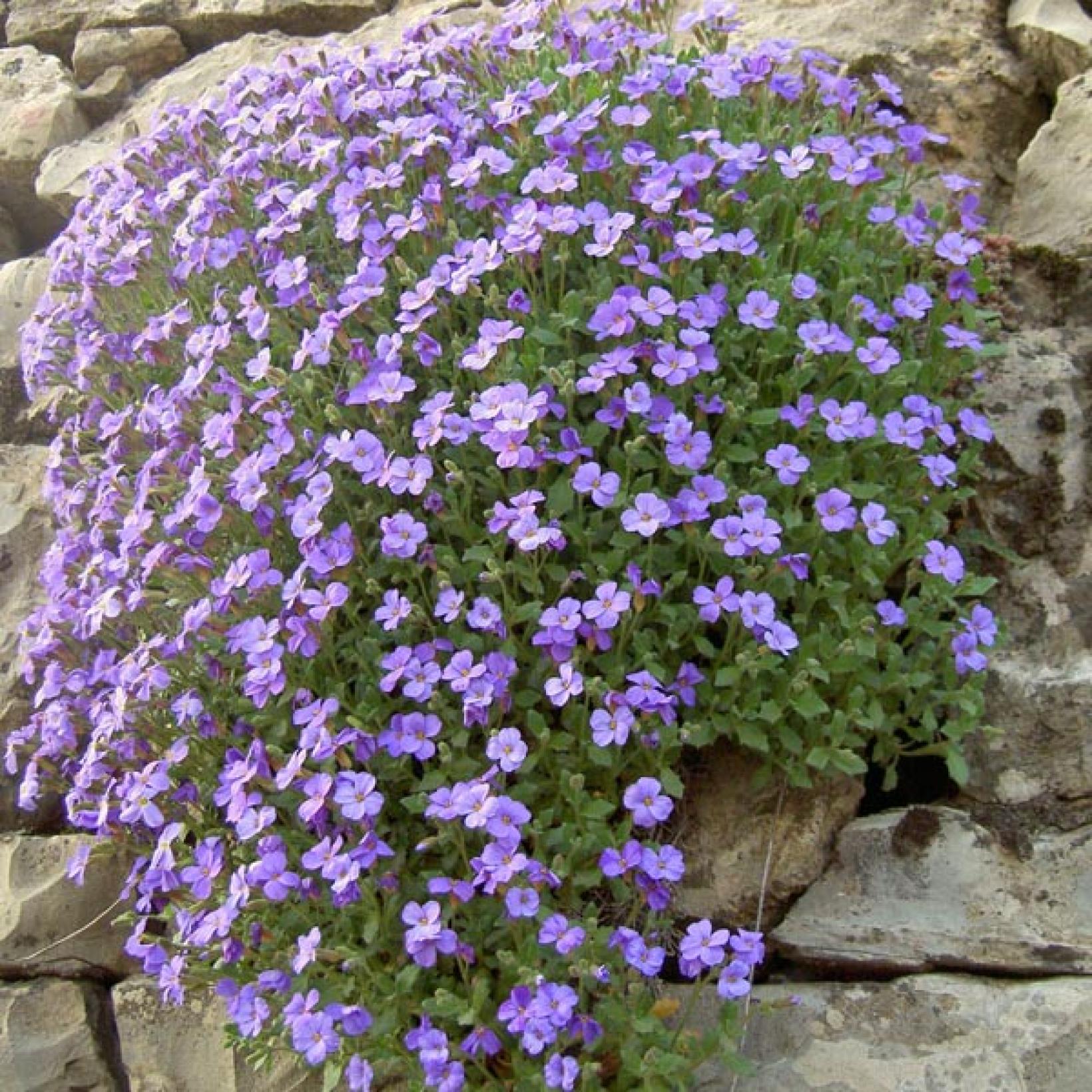 Aubrieta Cascade Blue - Aubriète à fleurs bleu lilas