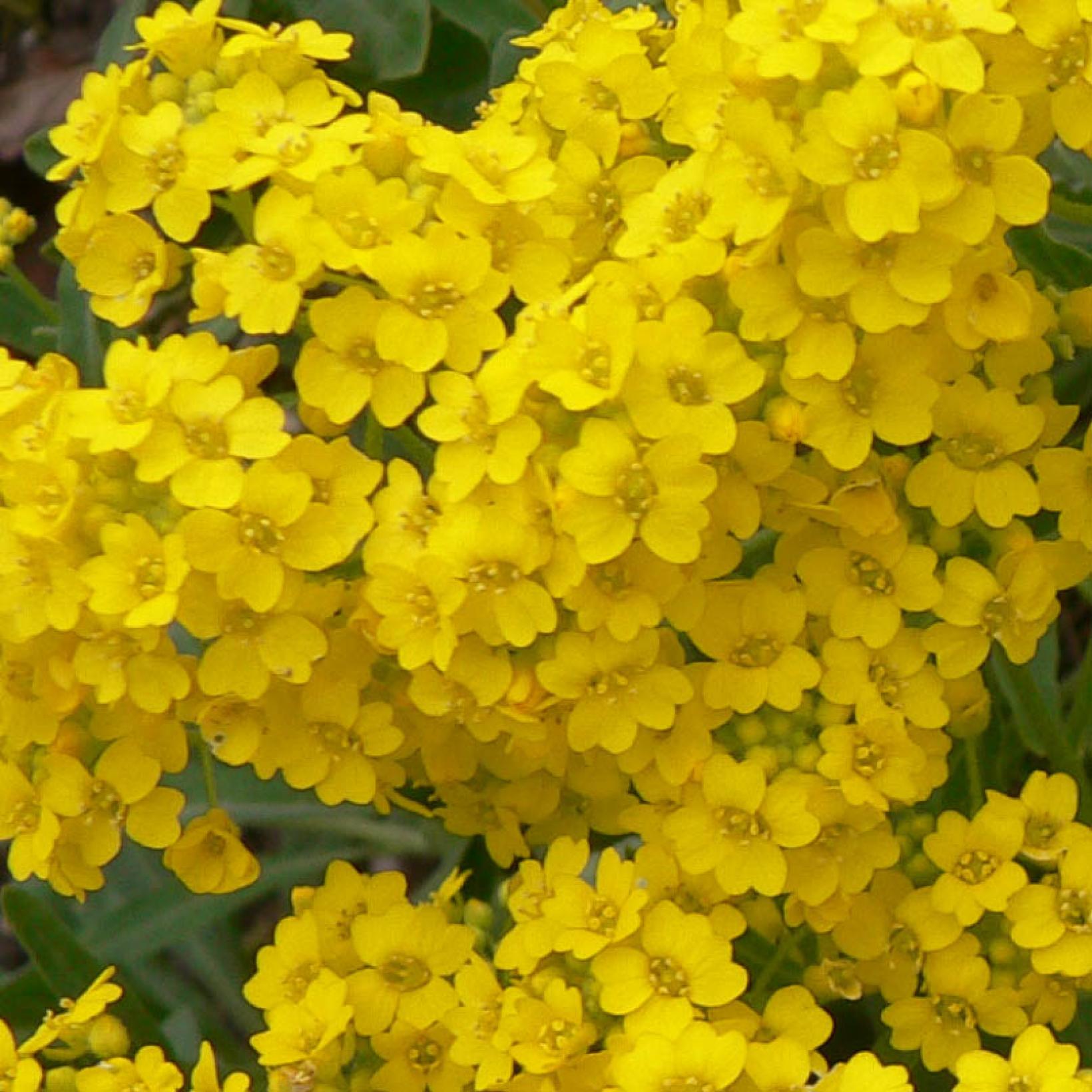 Alyssum saxatile Goldkugel - Corbeille d'Or à fleurs jaunes