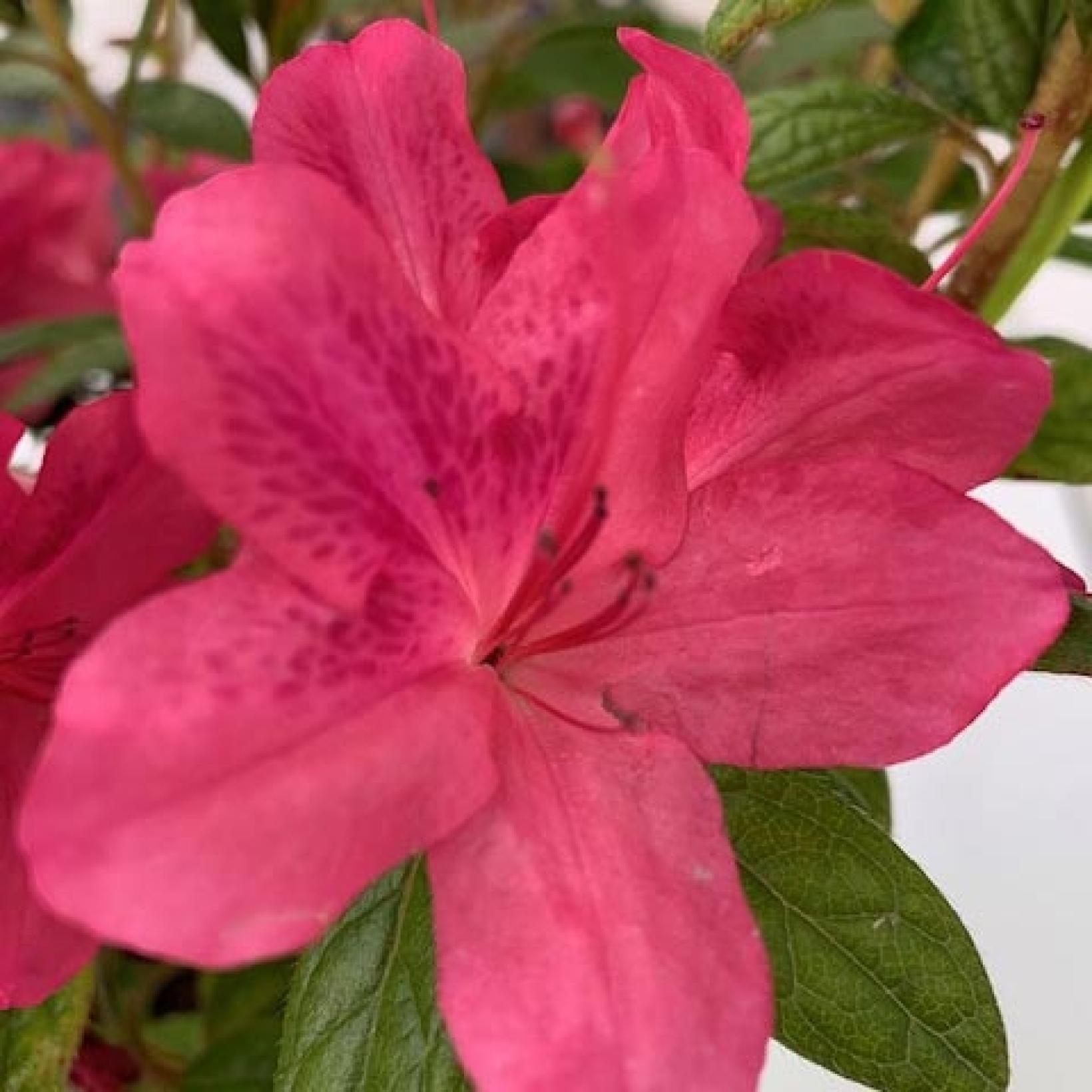 Azalea hybride ENCORE Jewel - Remontante, à fleurs simples rose intense