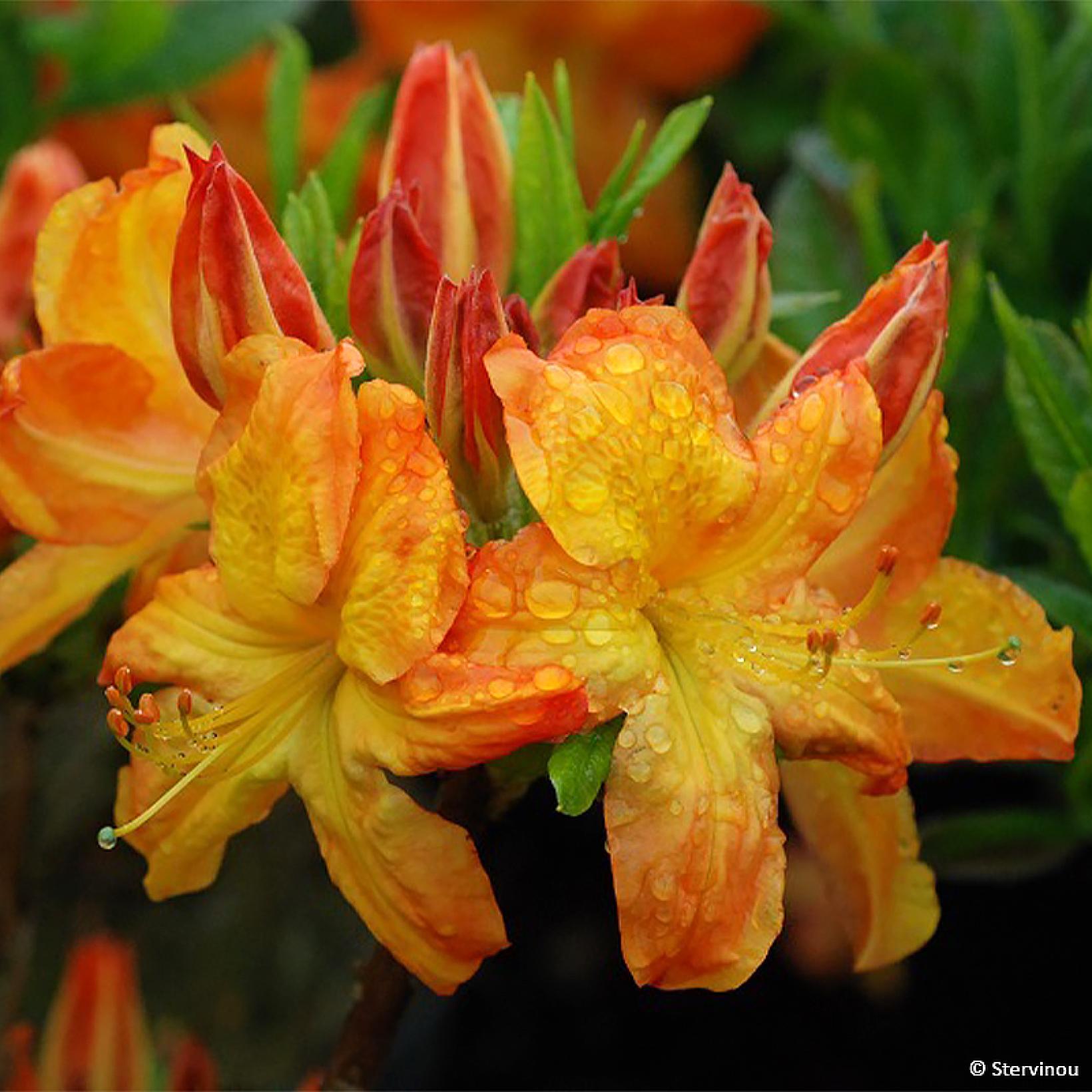 Rhododendron Arneson Gem - Azalea - Azalée caduque à fleurs orange