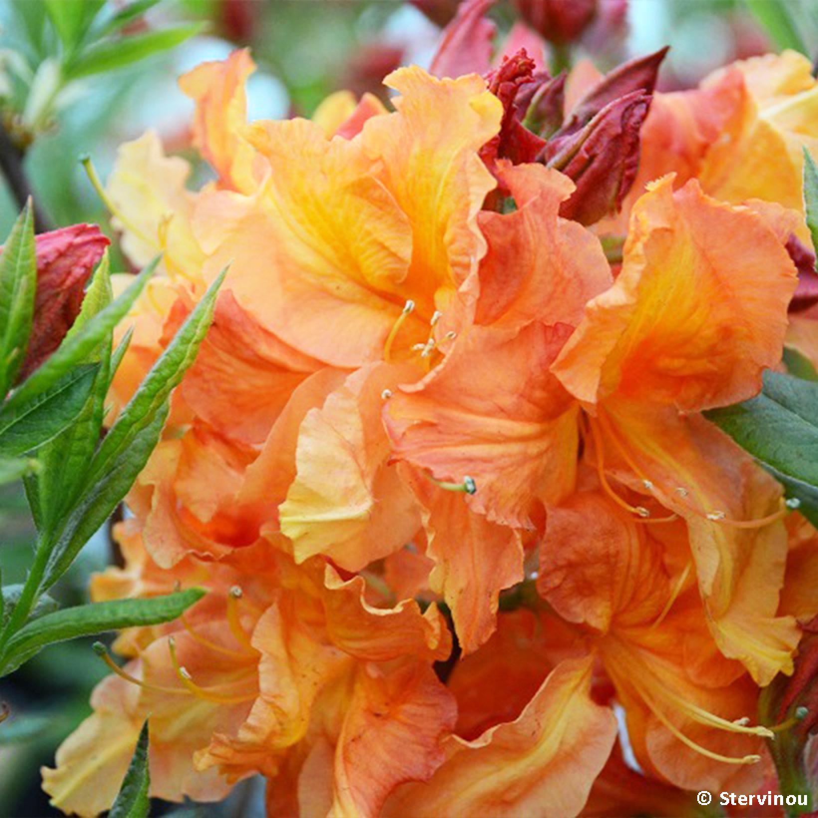 Rhododendron Demoiselles de Boutiguery Idylla - Azalée compacte à ...