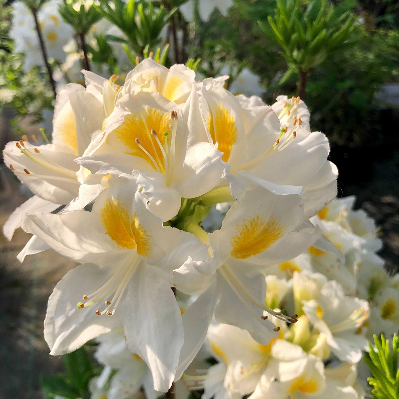 Azalea mollis Persil - Azalée caduque blanche à macule jaune d'or