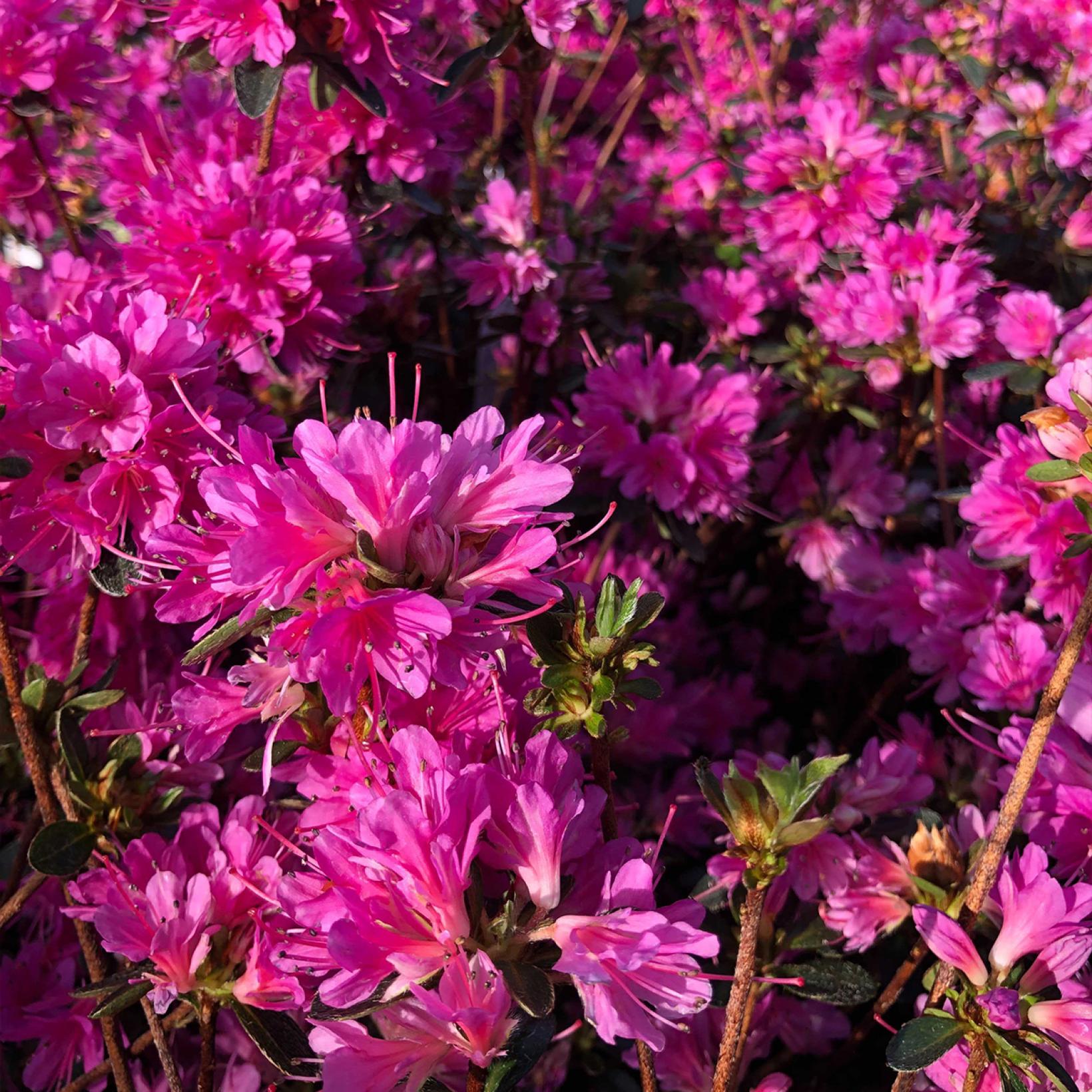Azalée du Japon Amoena - Azalea japonica à petites fleurs pourpre lilas