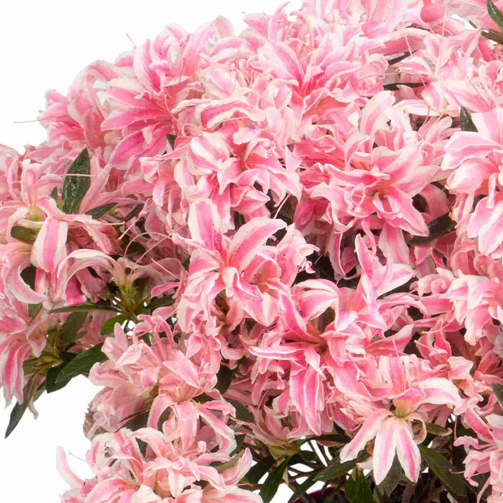Rhododendron Pink Spider - Azalée japonaise persistante et compacte à ...