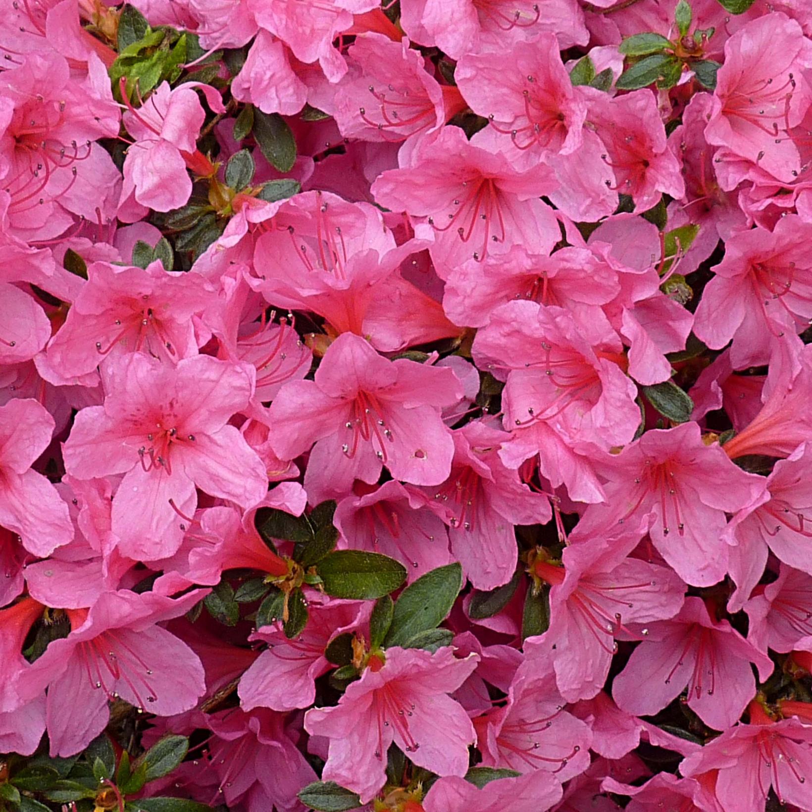 Azalea japonica Mme Van Hecke - Azalée japonaise de petite taille aux ...