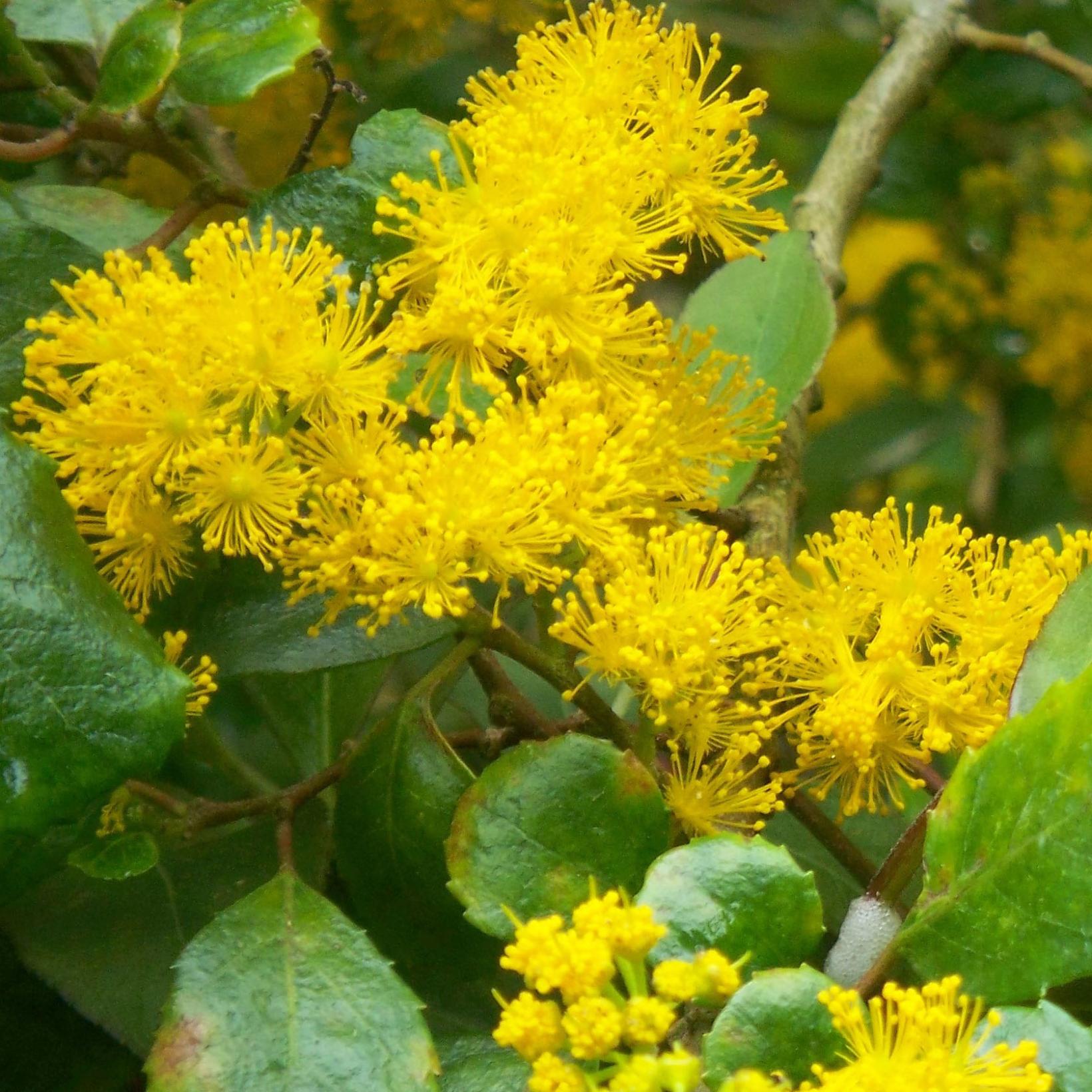 Azara serrata - Azara à dents de scie à floraison estivale jaune