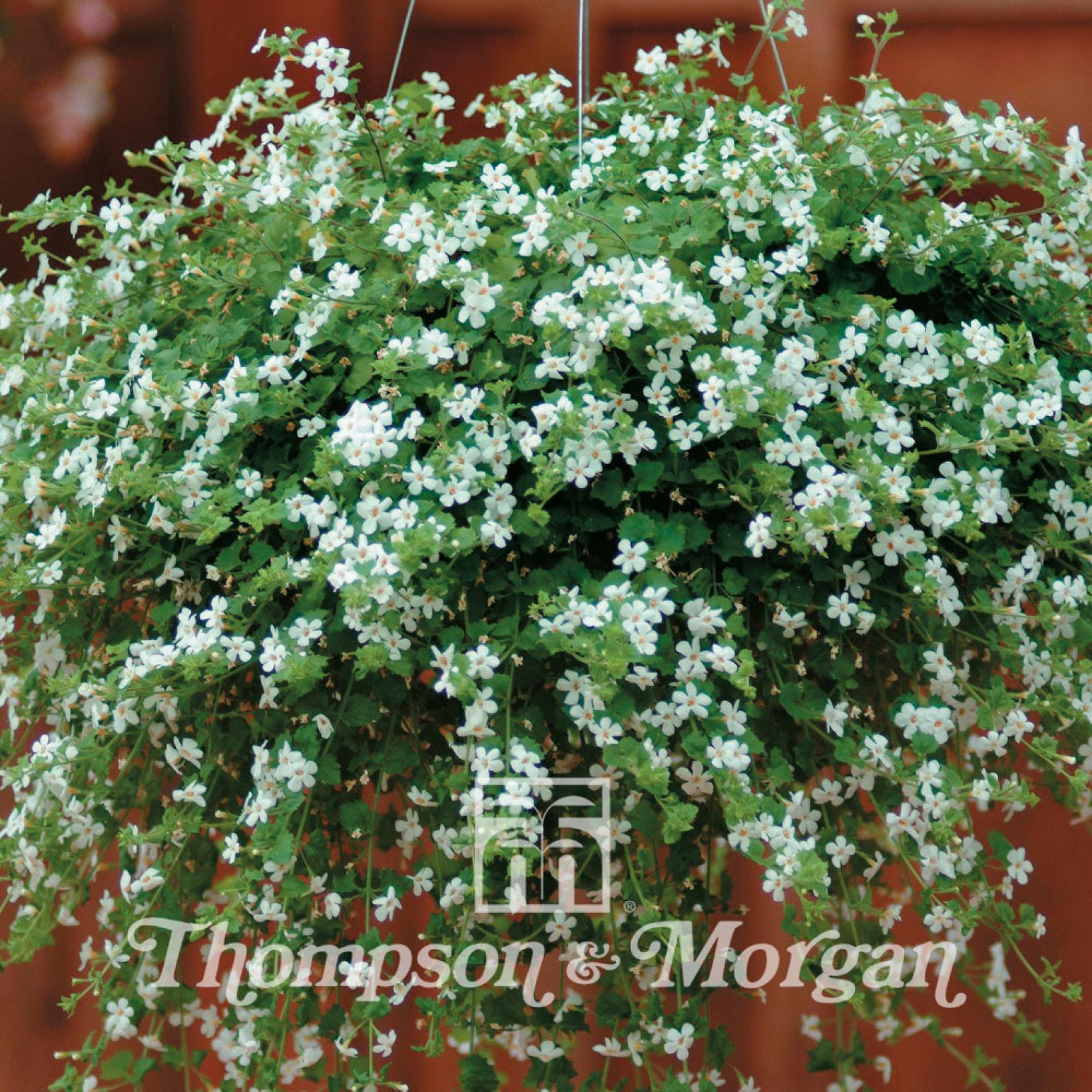 Bacopa Snowtopia White - Sutera cordata - Annuelle retombante aux ...