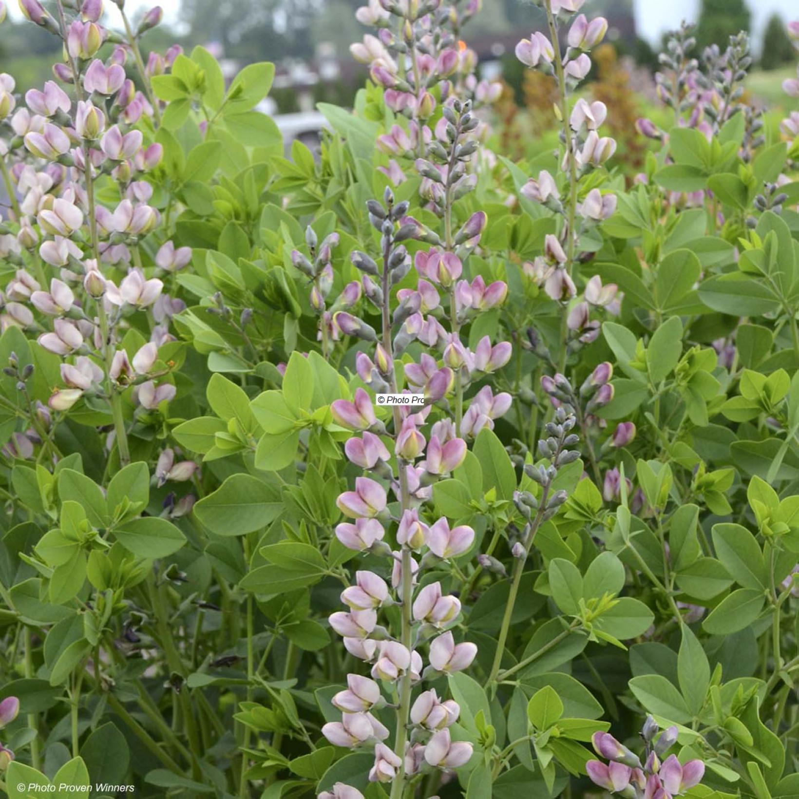 Baptisia australis Pink Truffles – Faux indigo compact, à fleurs rose pâle.