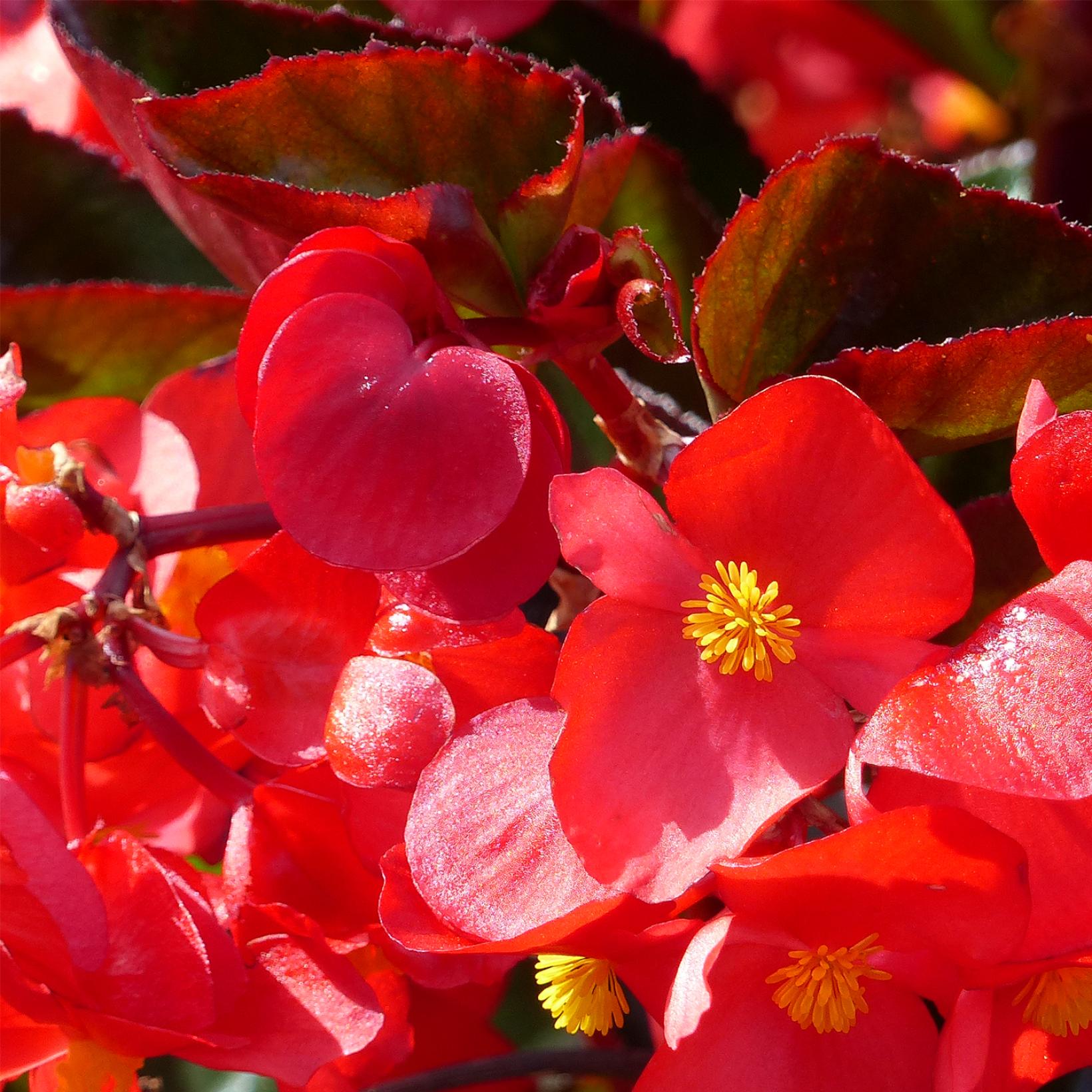 Begonia semperflorens F1 Big Red Bronze Leaf - fleurs rouges, feuillage ...