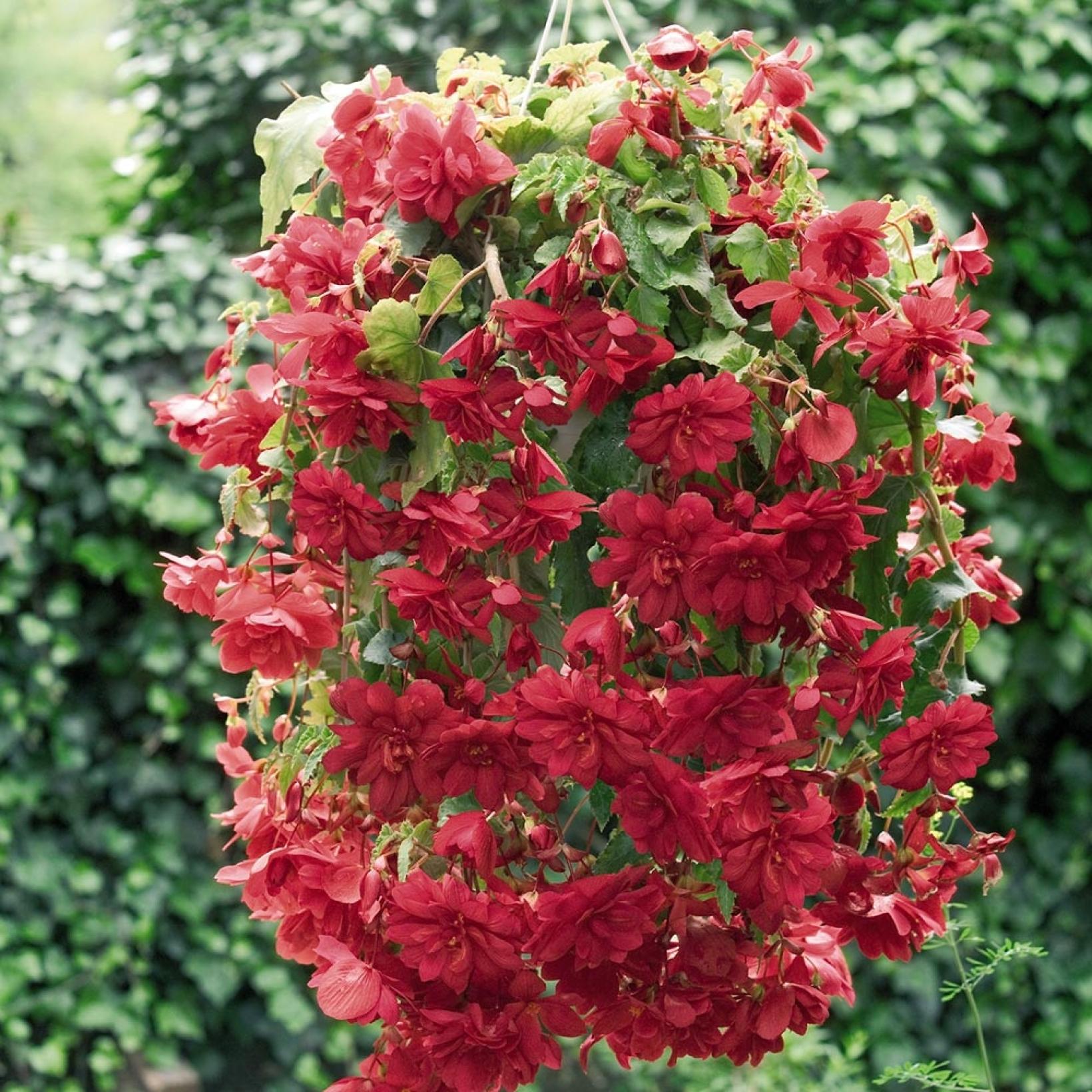 Bégonia retombant Illumination Ecarlate - Begonia pendula.