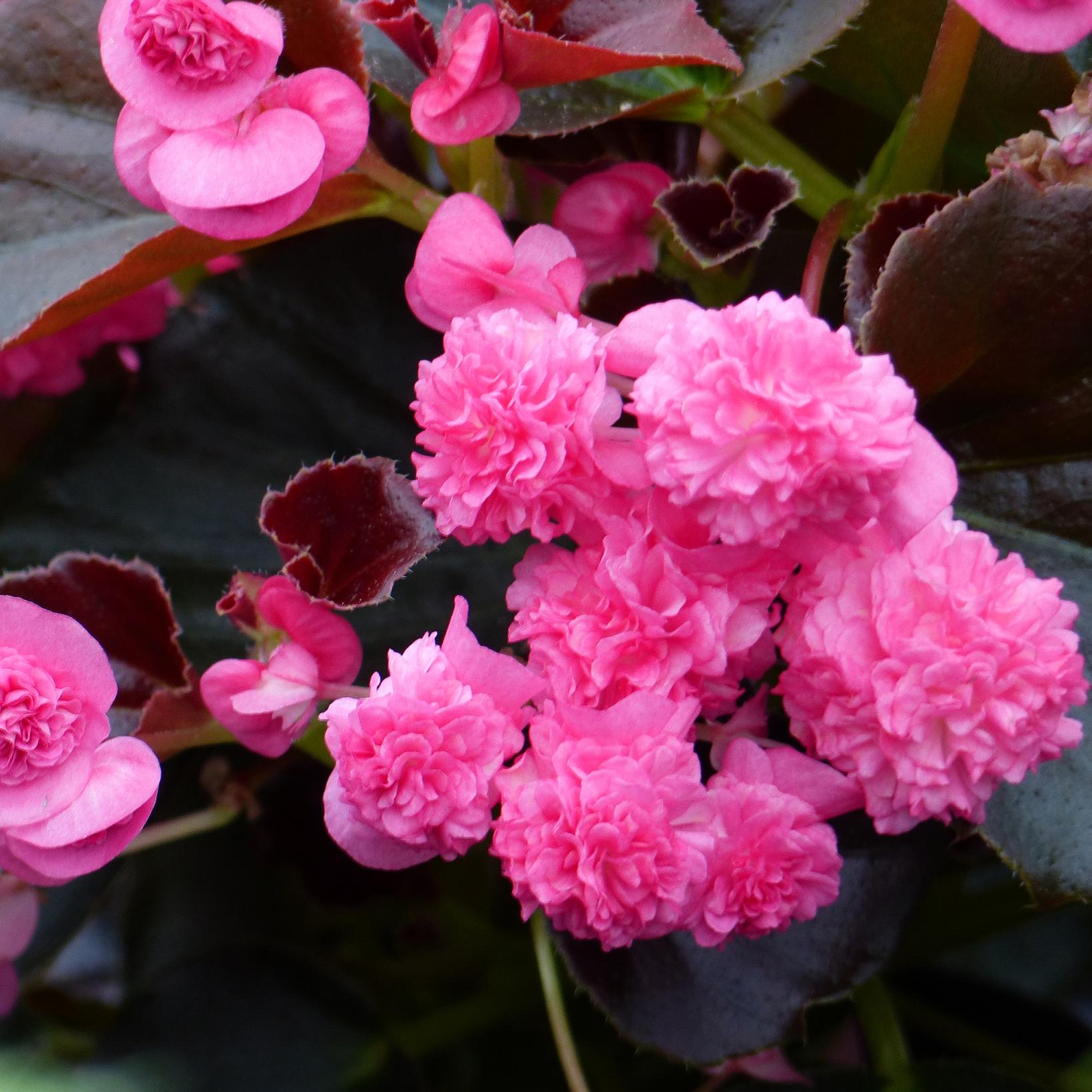 Begonia double Doublet Rose - B. semperflorens - Annuelle à massif.