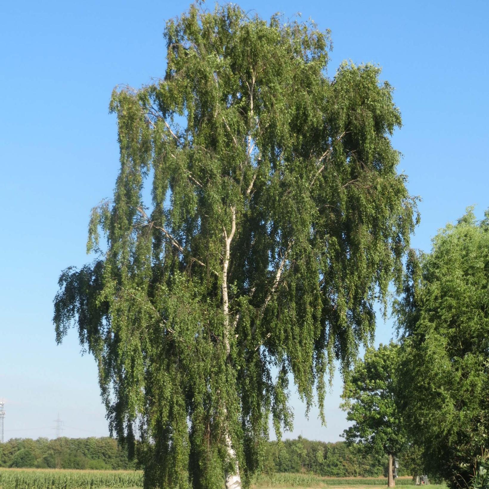 Bouleau blanc, pleureur, verruqueux - Betula pendula à écorce remarquable
