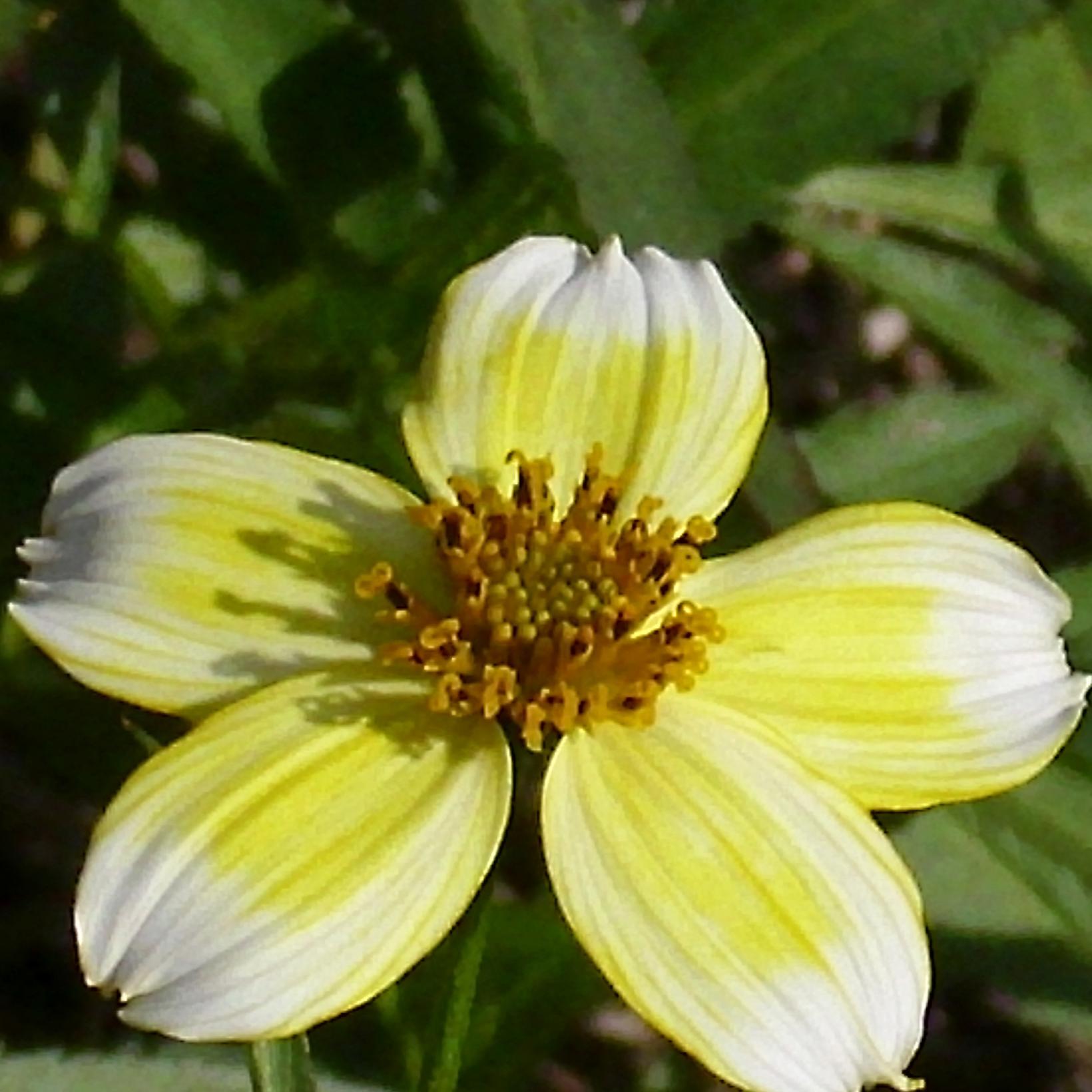 Bidens aurea - Vivace rustique à fleurs jaunes et blanches