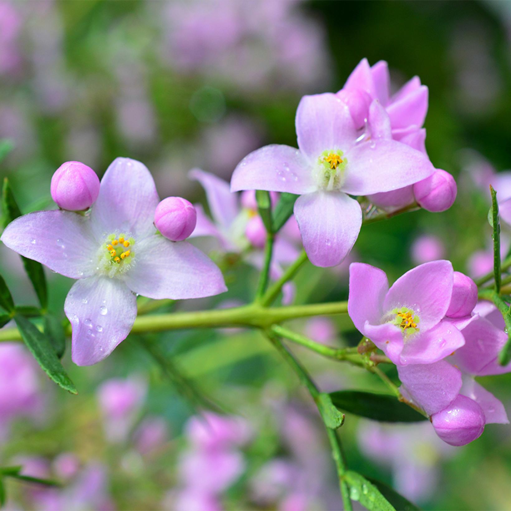 Boronia pinnata var. muelleri - Boronie forestière - Arbuste australien ...