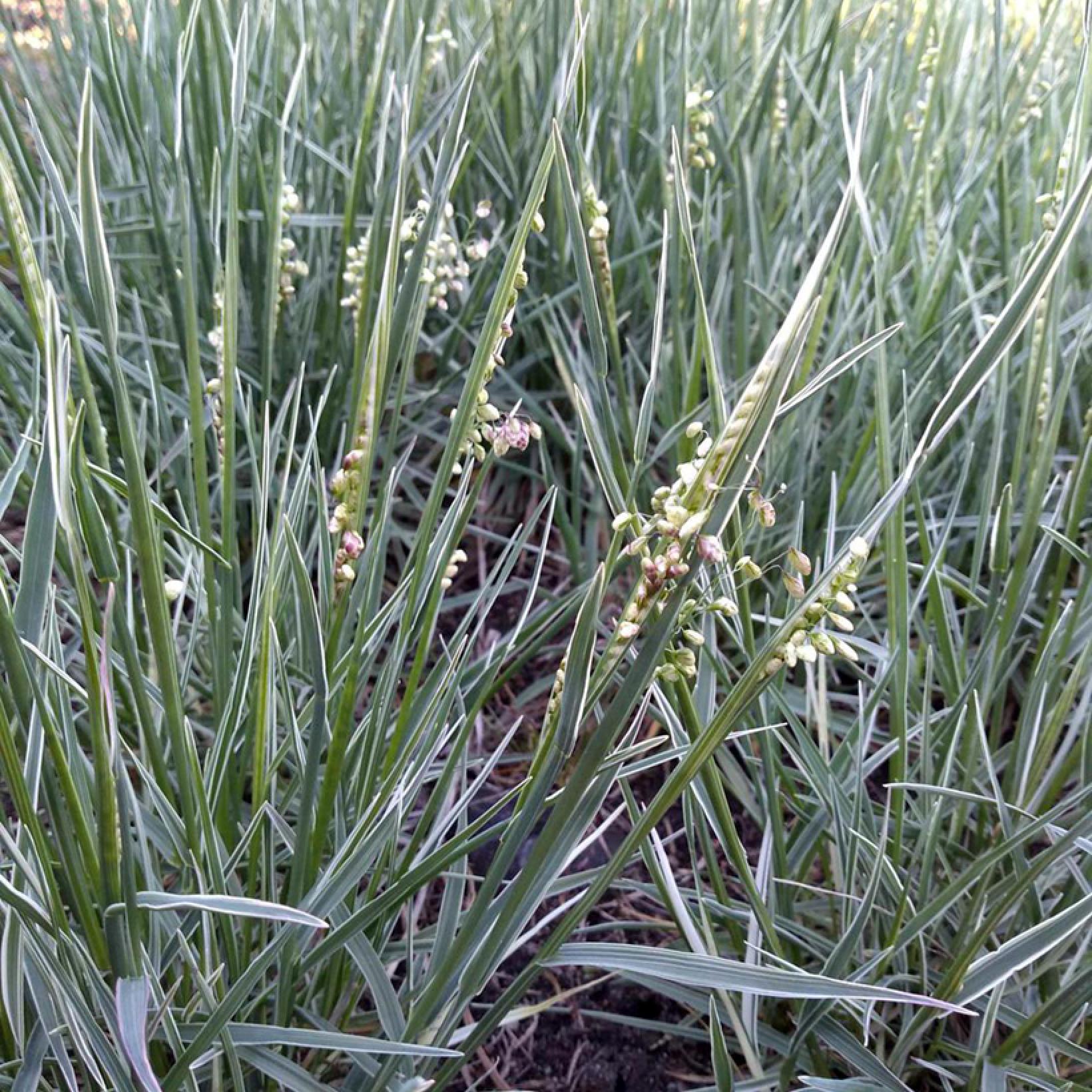 Briza media Zitterzebra - Amourette à feuillage panaché