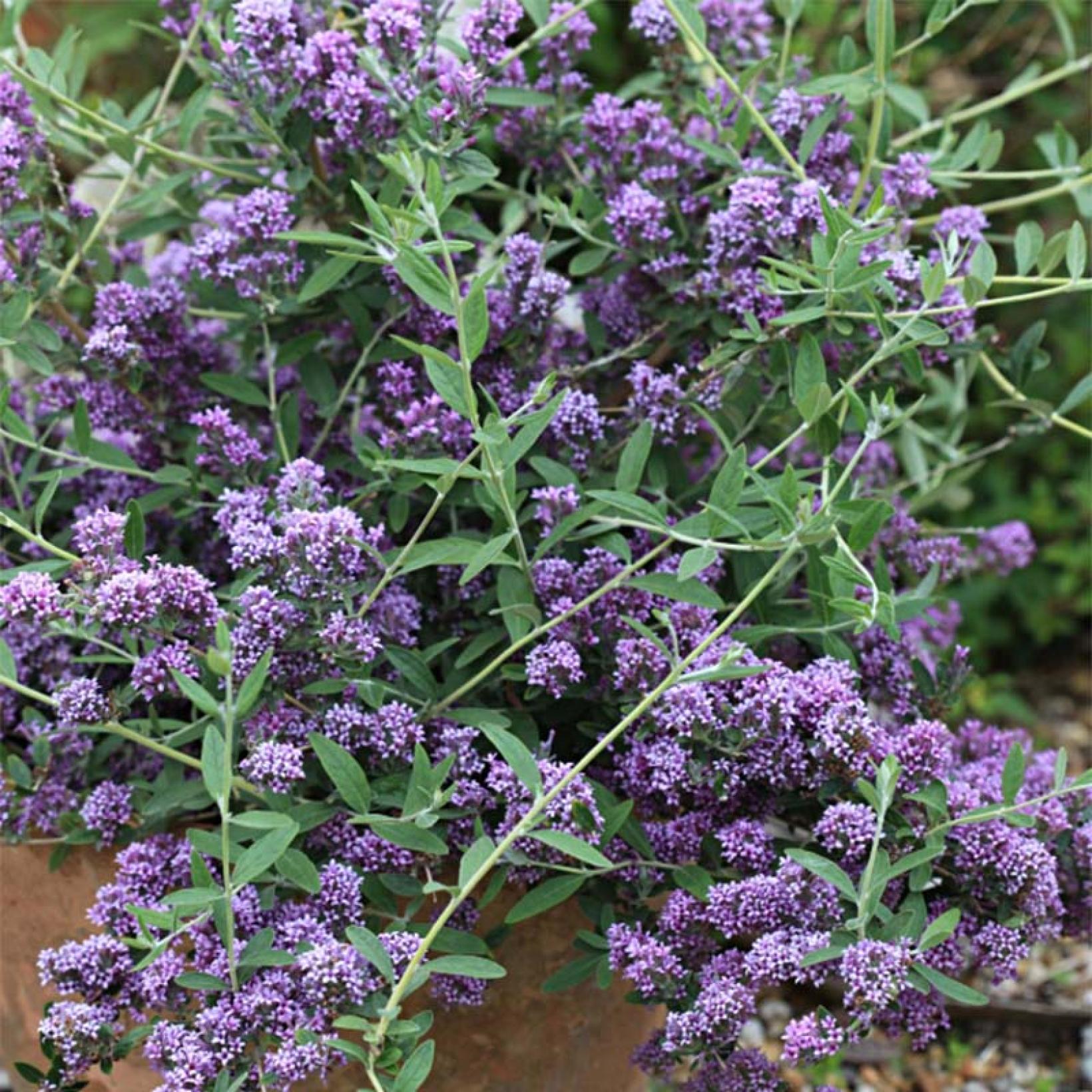 Buddleia alternifolia Unique - Arbre à papillons à feuilles alternes nain