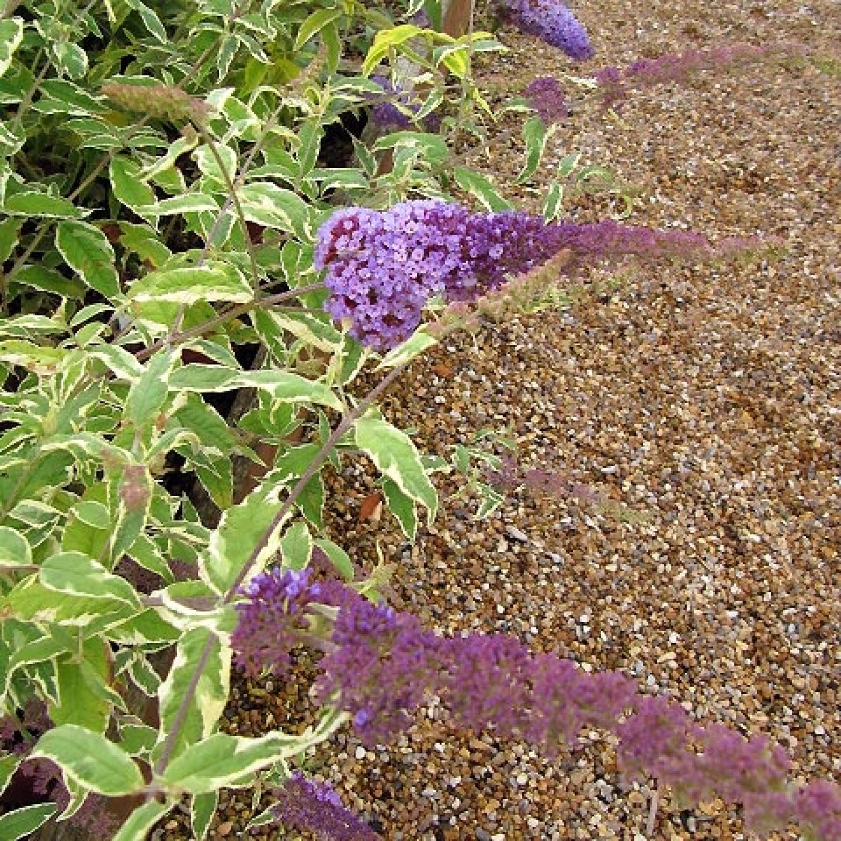 Buddleia davidii Harlequin - Arbre à papillons à fleurs rouge-violacé ...