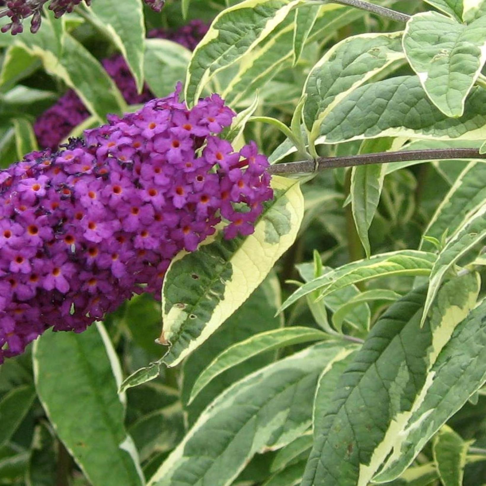 Buddleia davidii Harlequin - Arbre à papillons à fleurs rouge-violacé ...