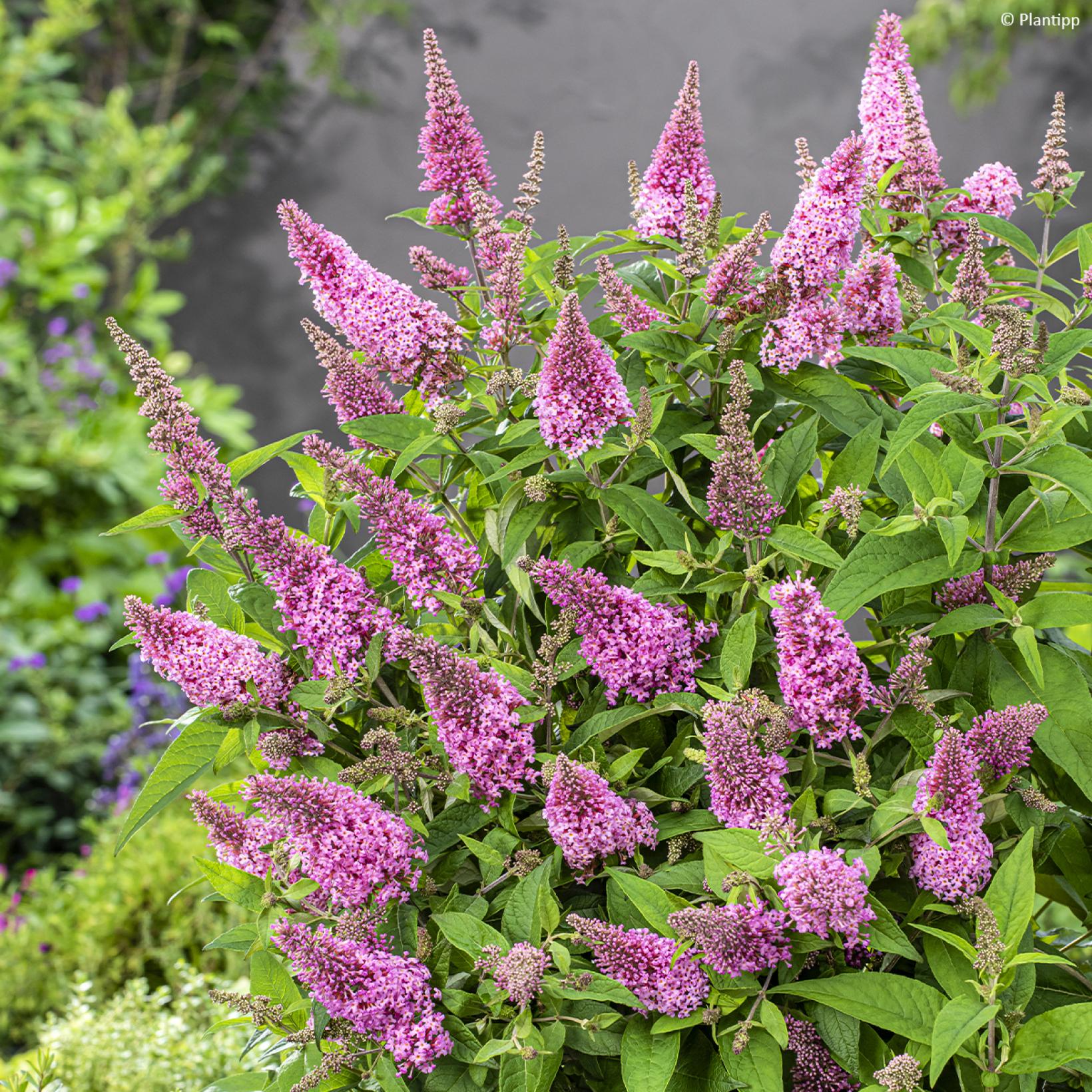 Buddleja davidii Butterfly Candy Little Pink - Arbre aux papillons nain ...