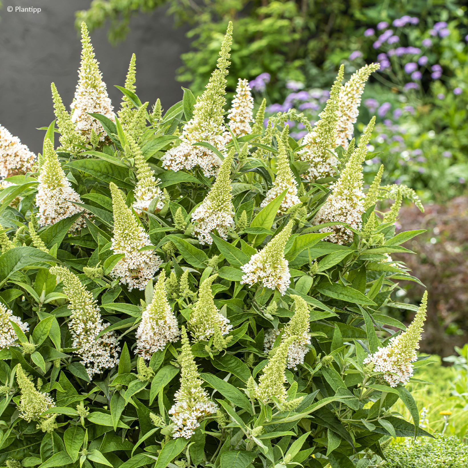 Buddleja davidii Butterfly Candy Little White - Arbre aux papillons ...