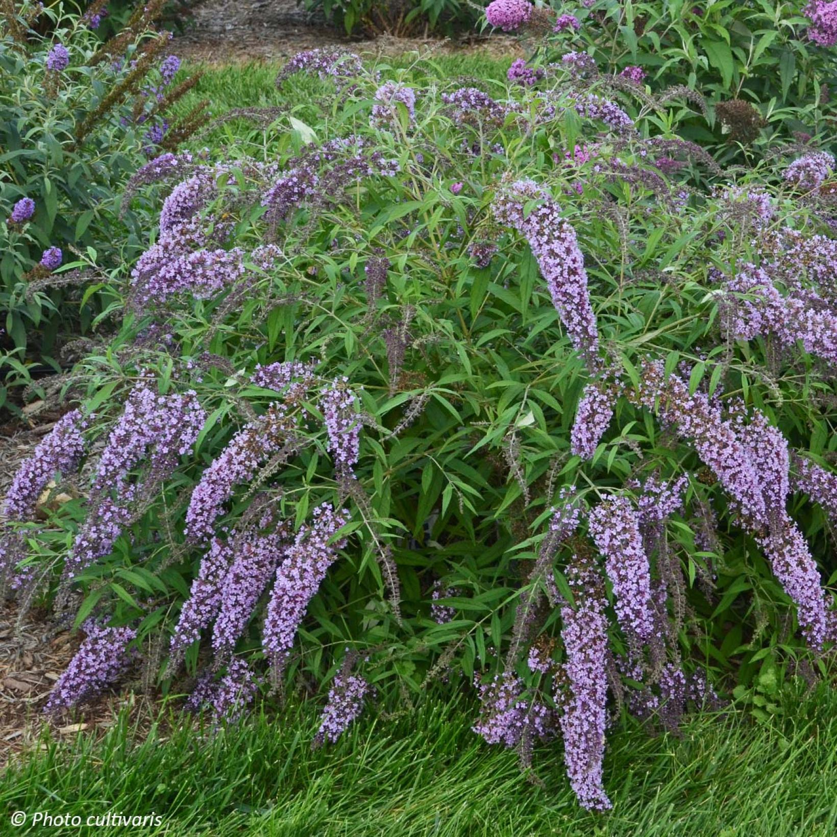 Buddleia davidii Wisteria Lane - Arbre à papillons compact et pleureur