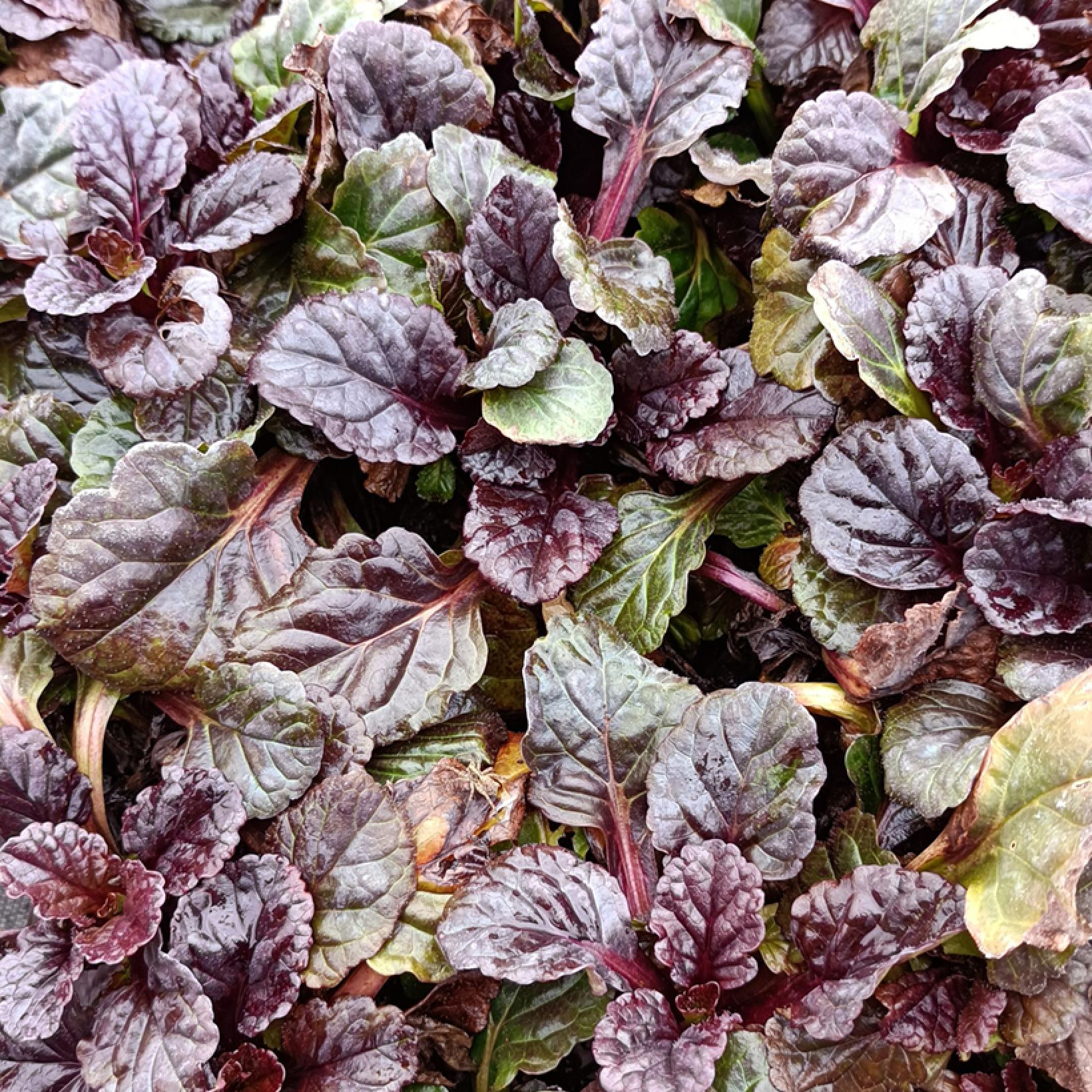 Ajuga reptans Black Scallop – Bugle rampante – couvre-sol vivace