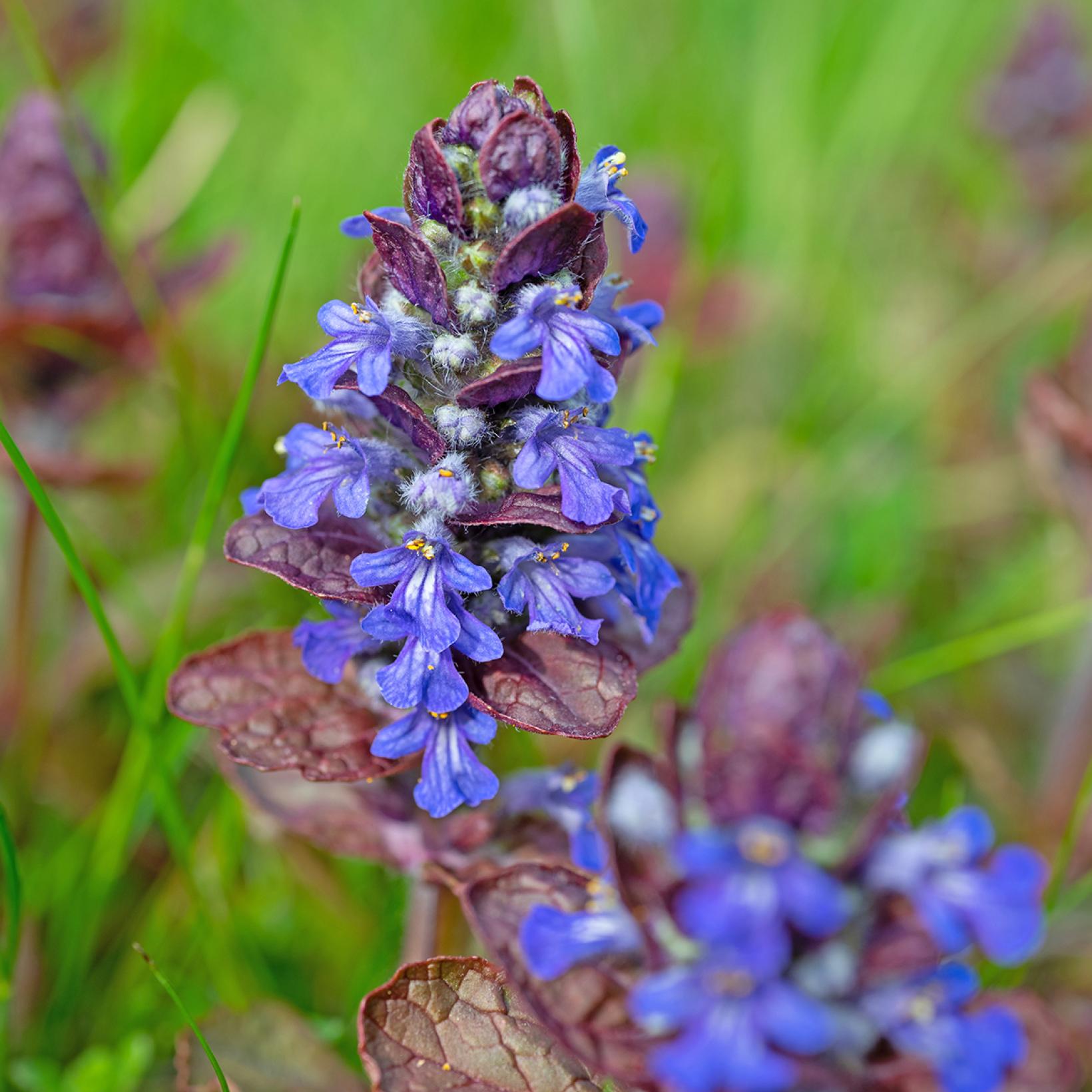 Ajuga reptans Atropurpurea - Vivace rampante à petites fleurs bronze ...