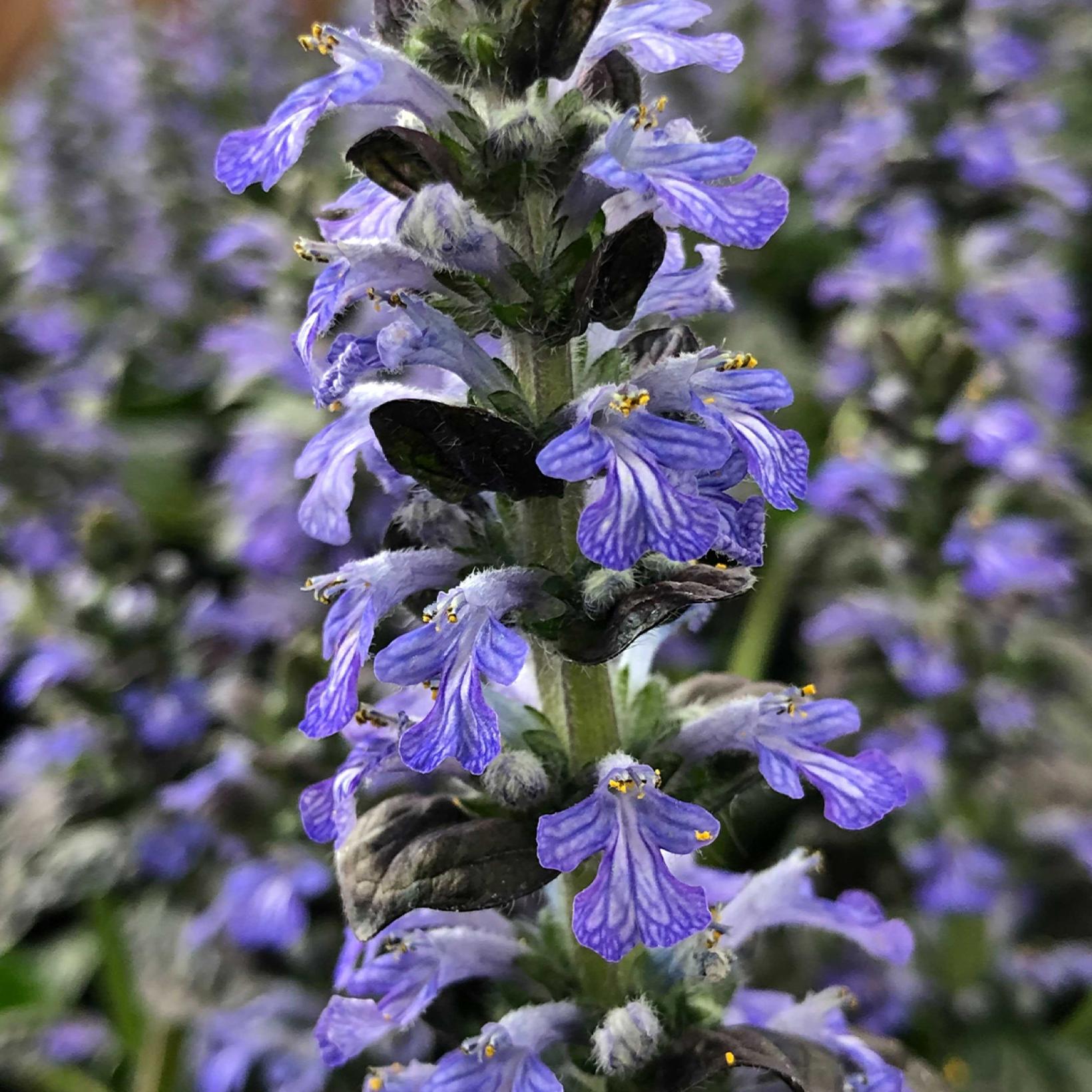 Ajuga reptans Atropurpurea - Vivace rampante à petites fleurs bronze ...