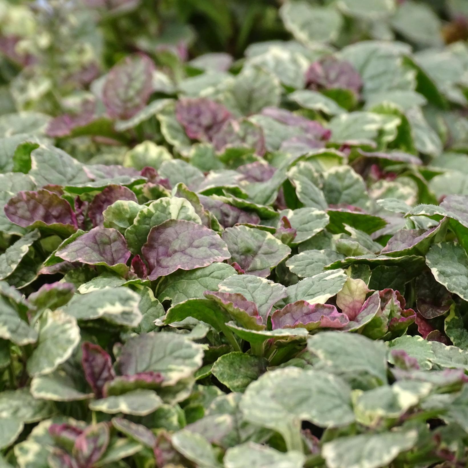 Ajuga reptans Burgundy Glow – Bugle rampante panachée