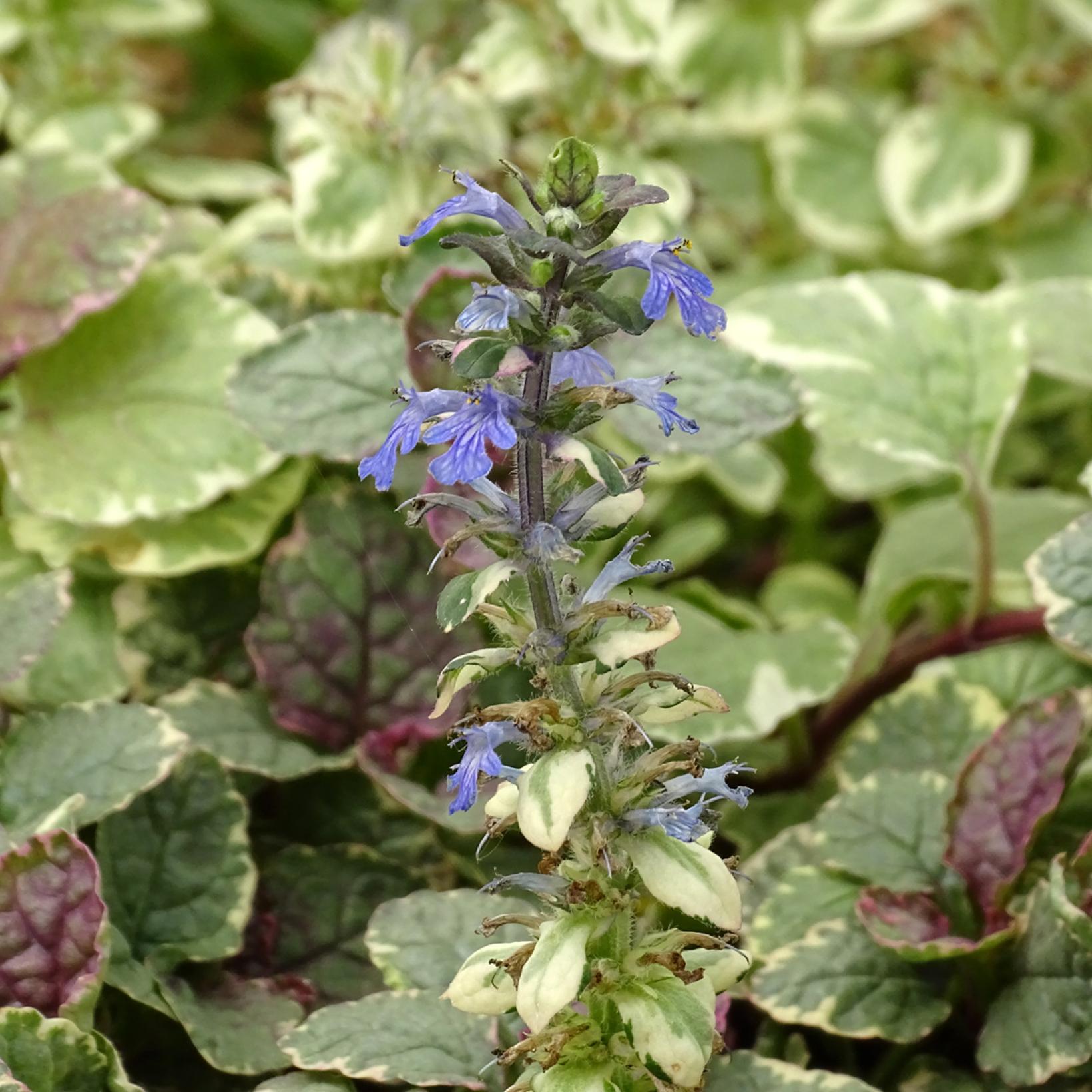 Ajuga reptans Burgundy Glow – Bugle rampante panachée