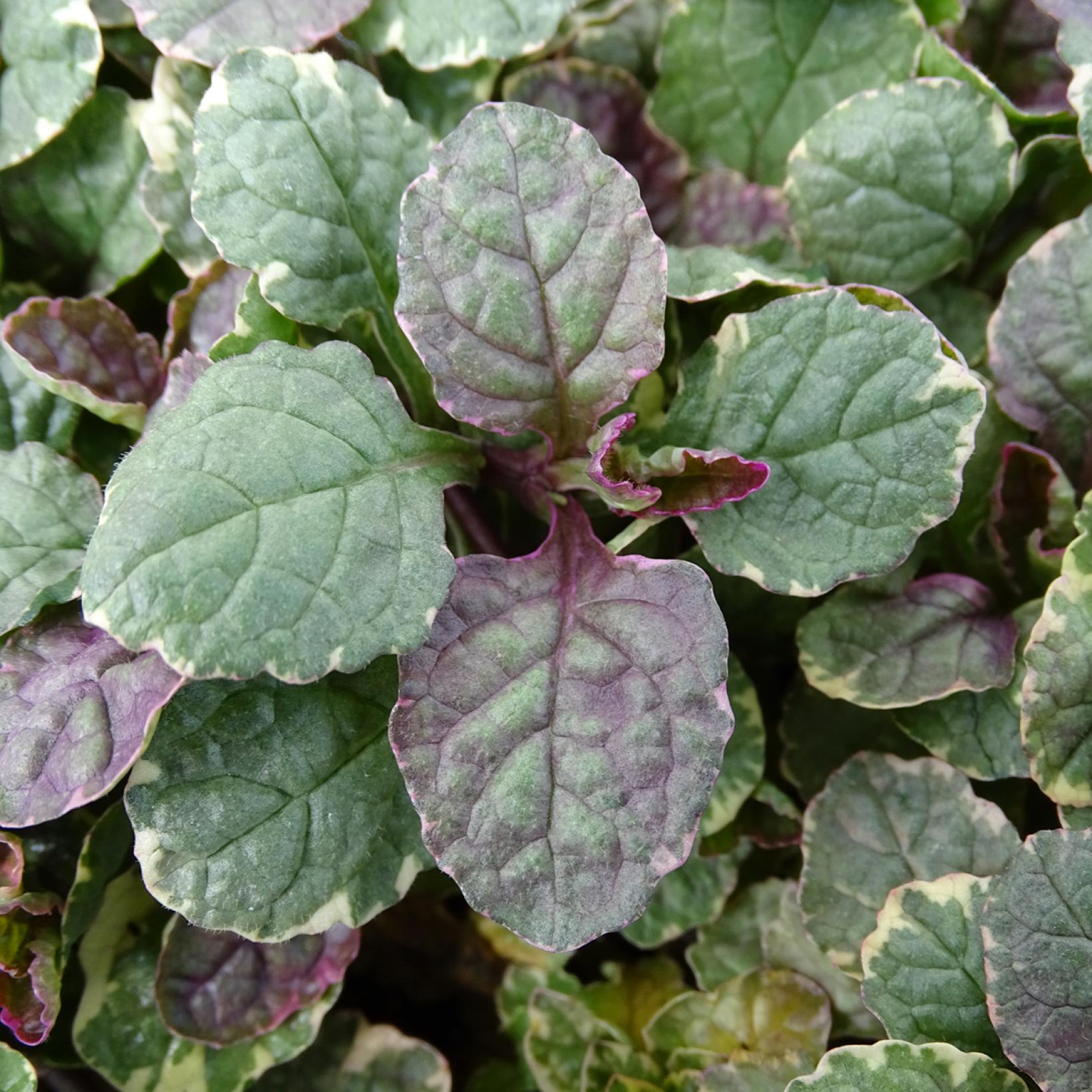 Ajuga reptans Burgundy Glow – Bugle rampante panachée