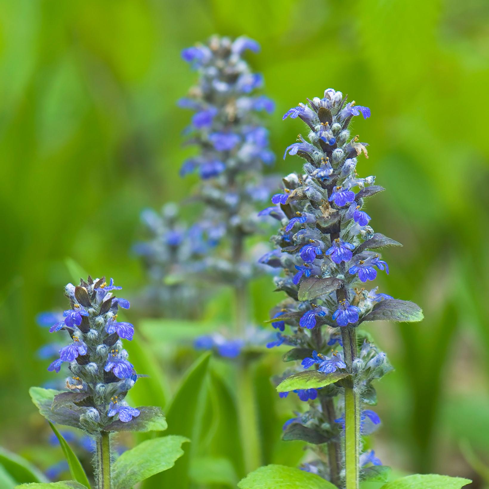 Ajuga reptans - Bugle rampant- couvre-sol à fleurs bleues