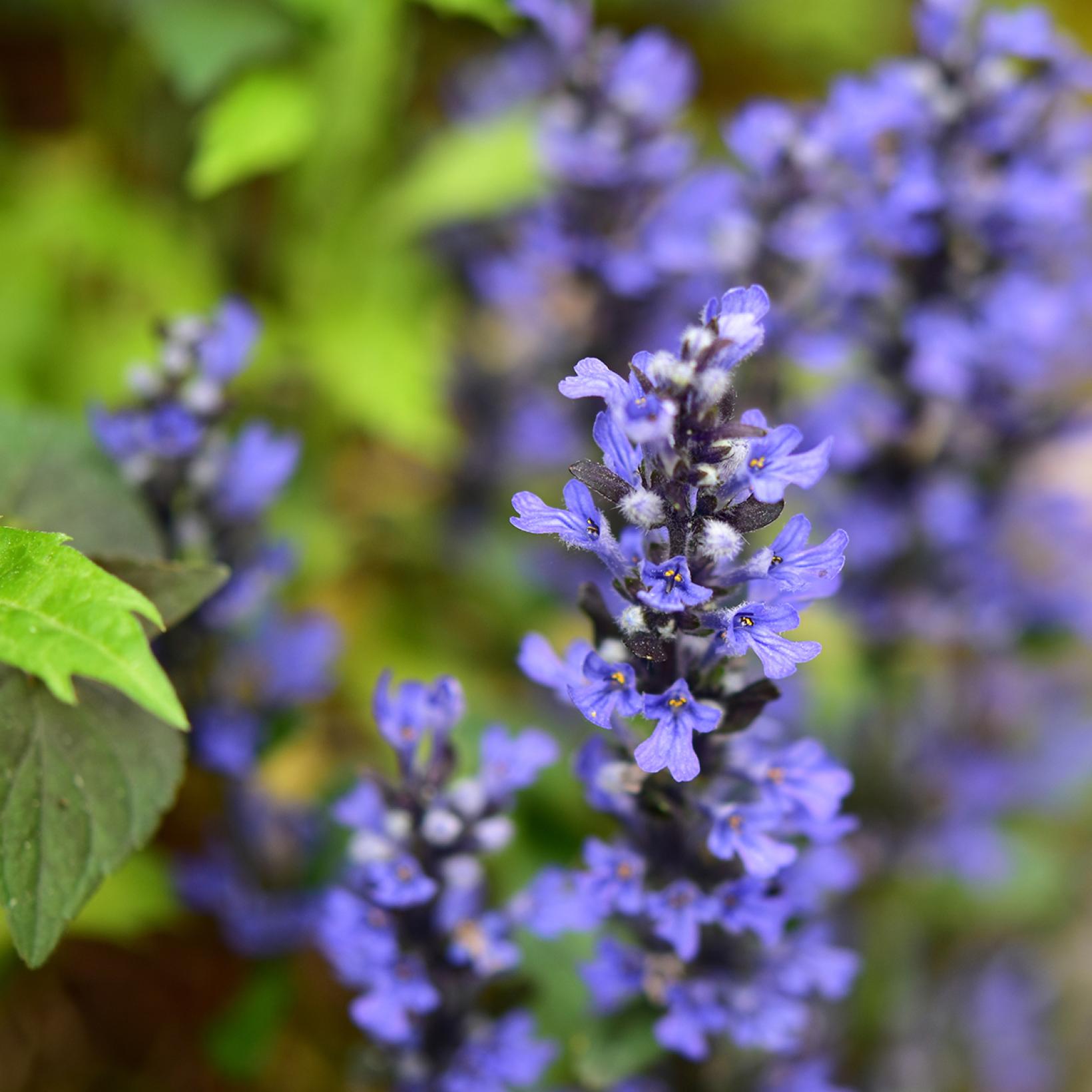 Ajuga reptans tenorii Chocolate Chip – Bugle rampante