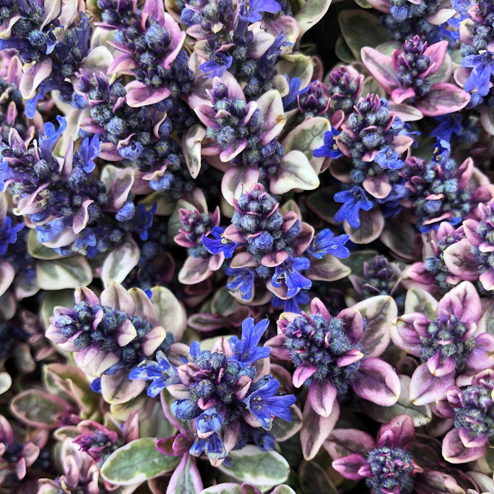 Ajuga reptans tenorii Princess Nadia – Bugle rampante multicolore
