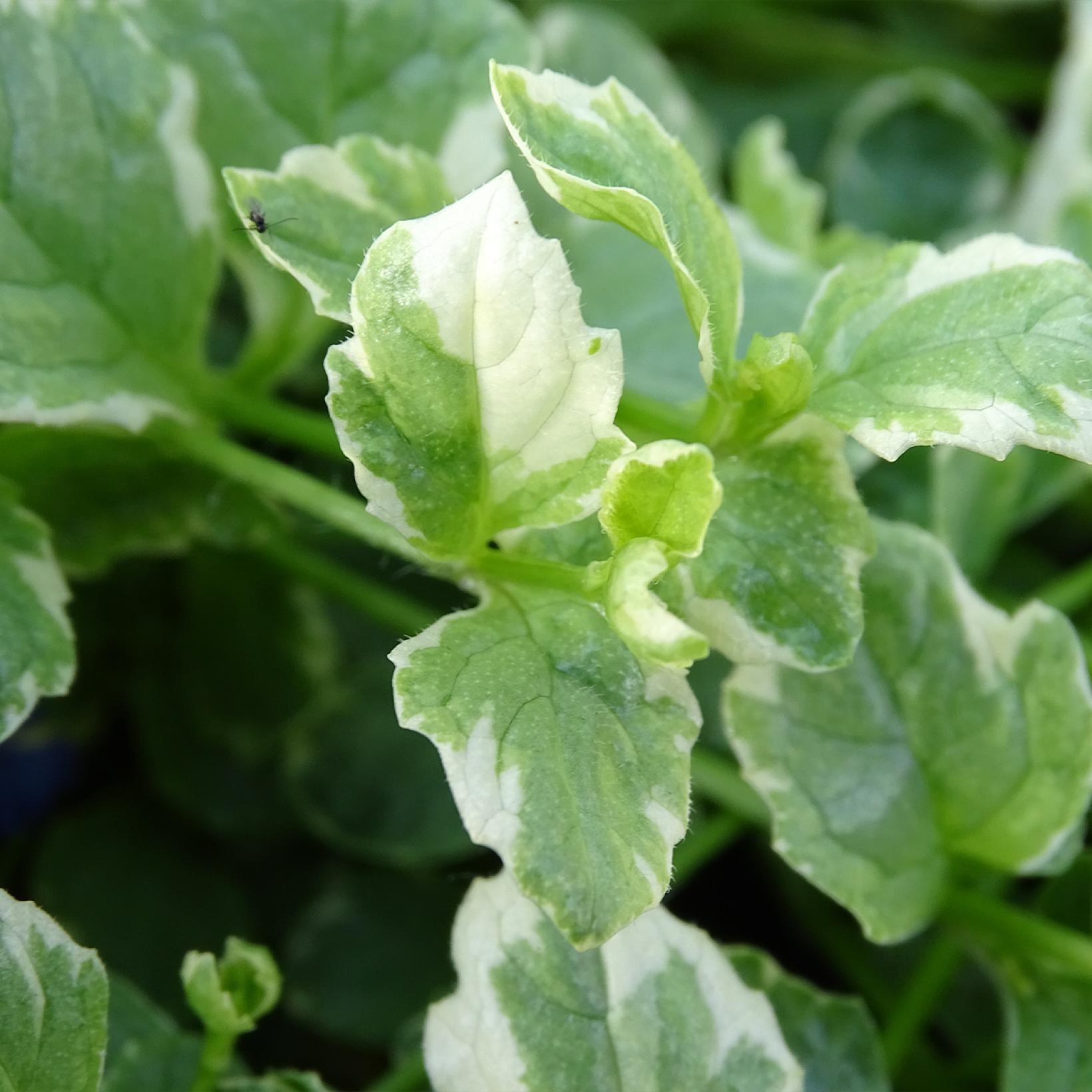 Ajuga reptans Variegata – Bugle rampante panachée de crème