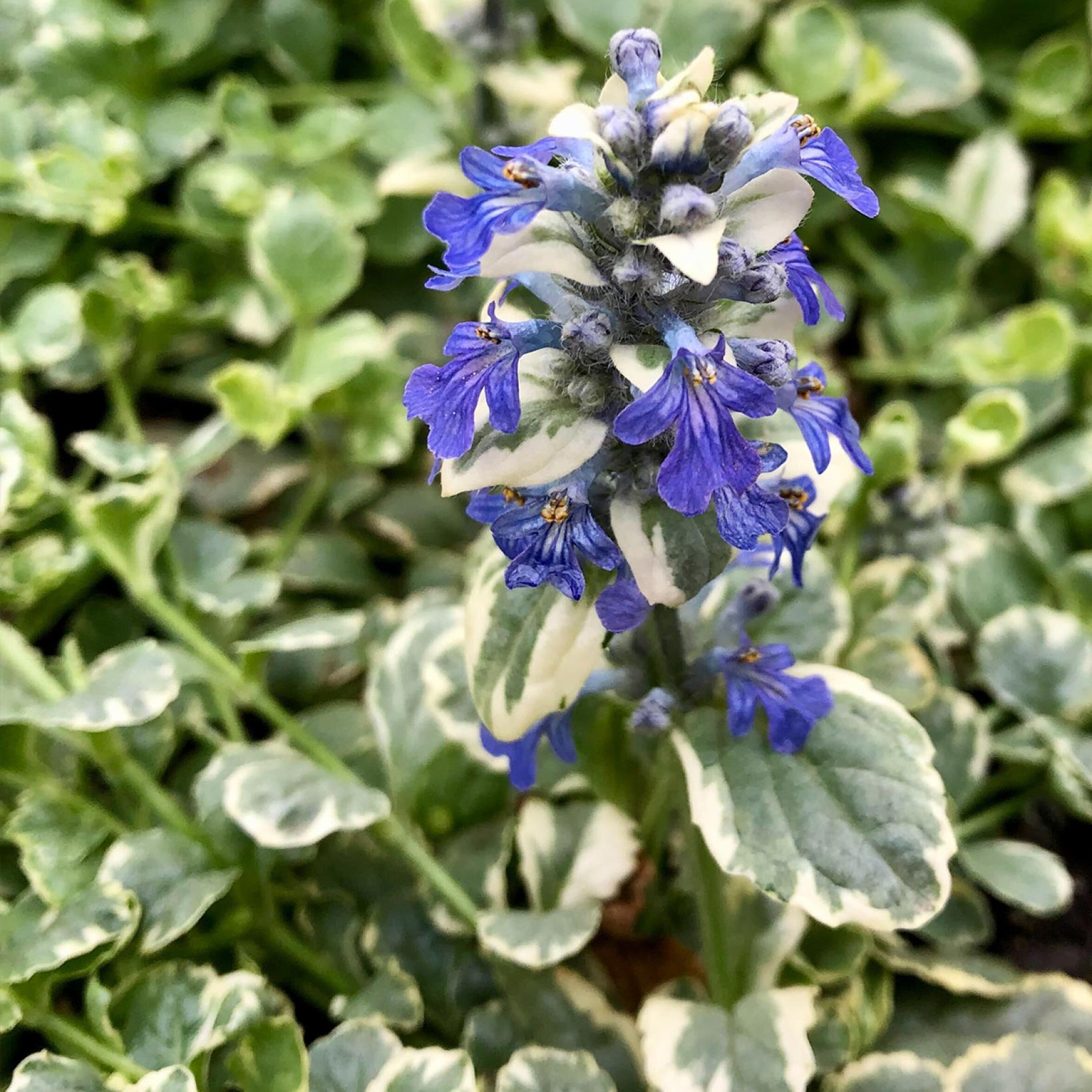 Ajuga reptans Variegata – Bugle rampante panachée de crème