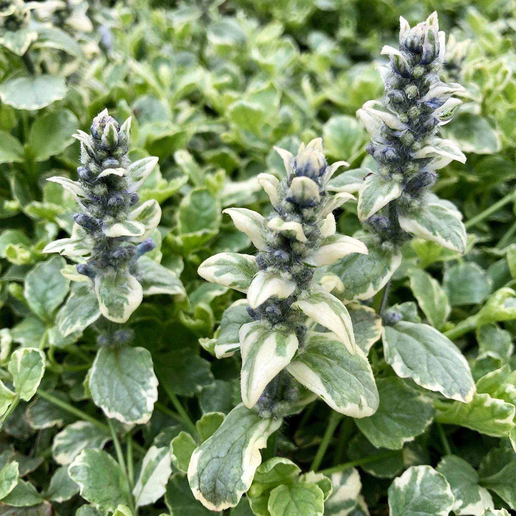 Ajuga reptans Variegata – Bugle rampante panachée de crème